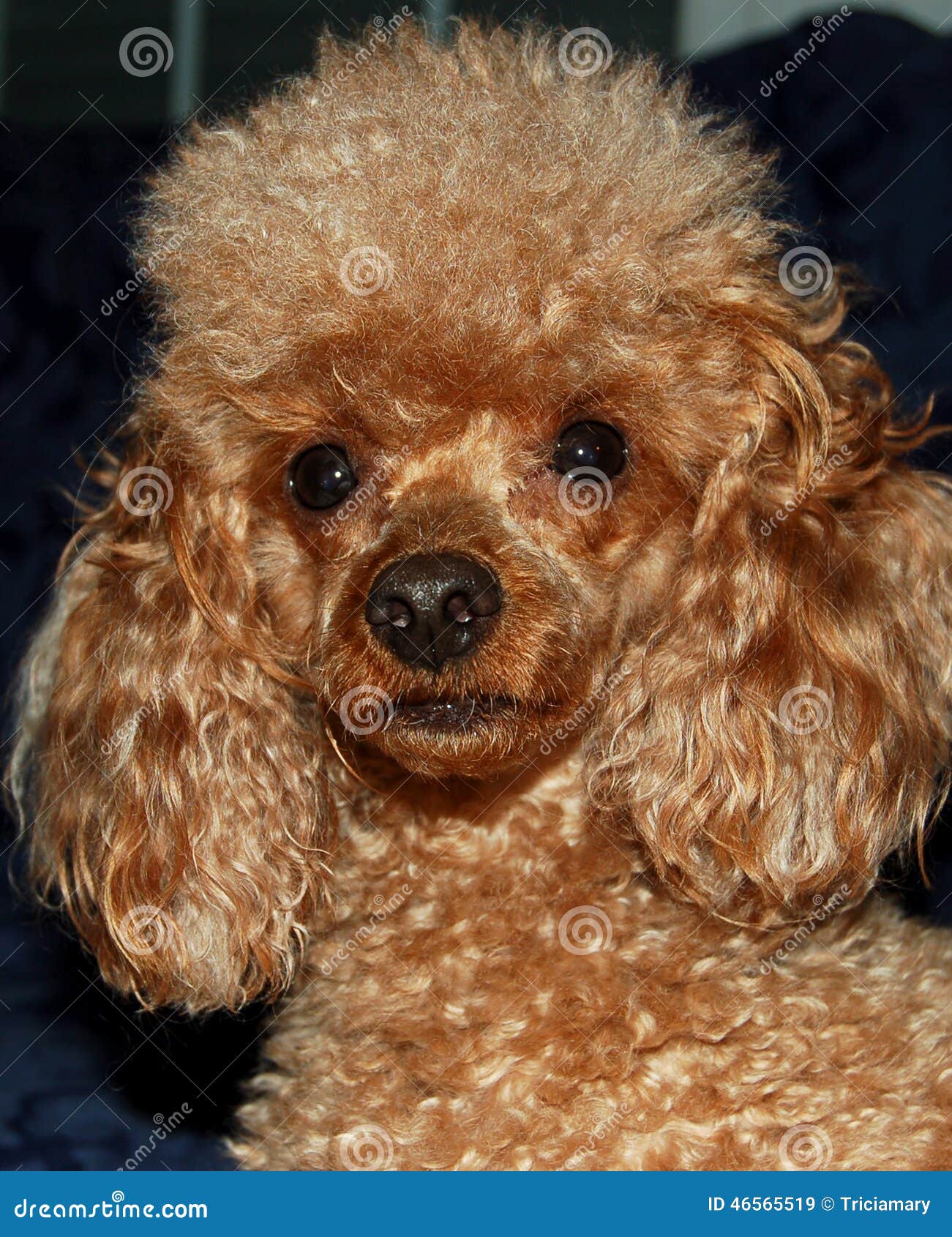 Miniature Poodle stock image. Image of caramel, pooch - 46565519