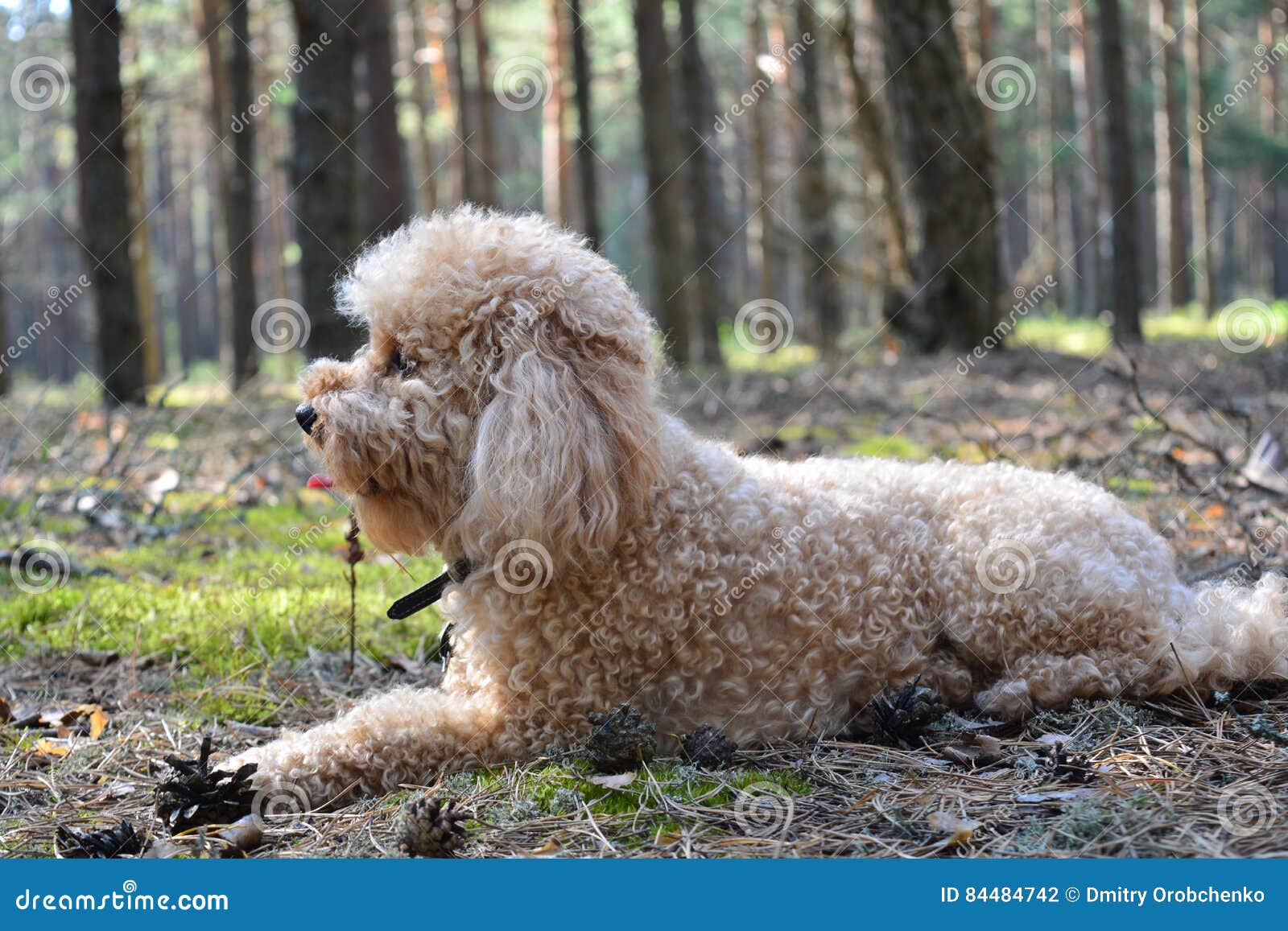 Miniature Poodle for a Walk Stock Photo - Image of miniature, sandra ...