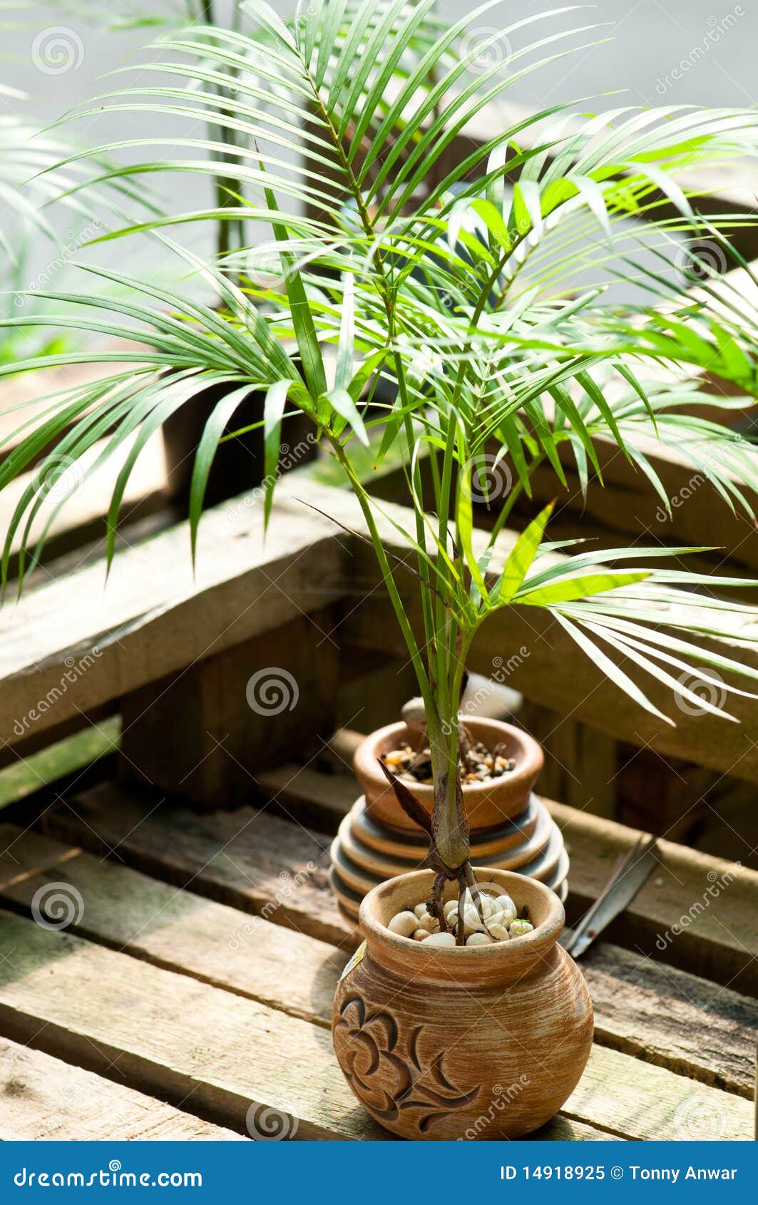 Miniature Potted Palm Tree stock image. Image of leaves - 14918925