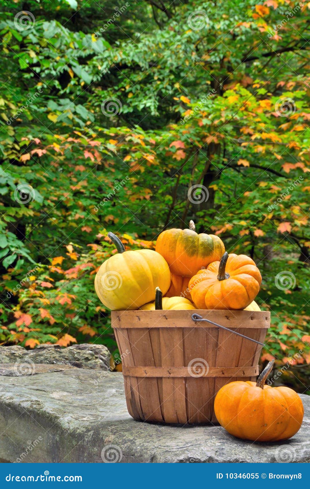 Miniature Pumpkins stock image. Image of trees, fall - 10346055