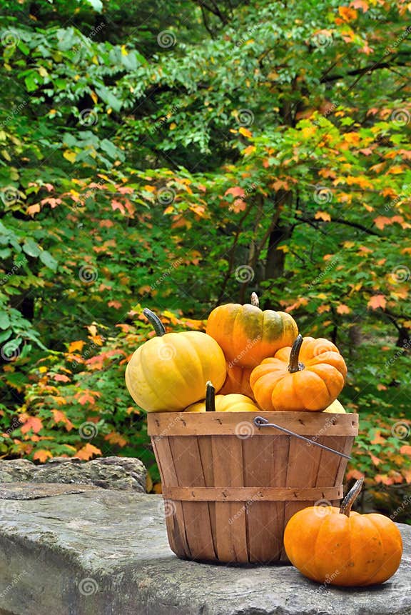 Miniature Pumpkins stock image. Image of trees, fall - 10346055
