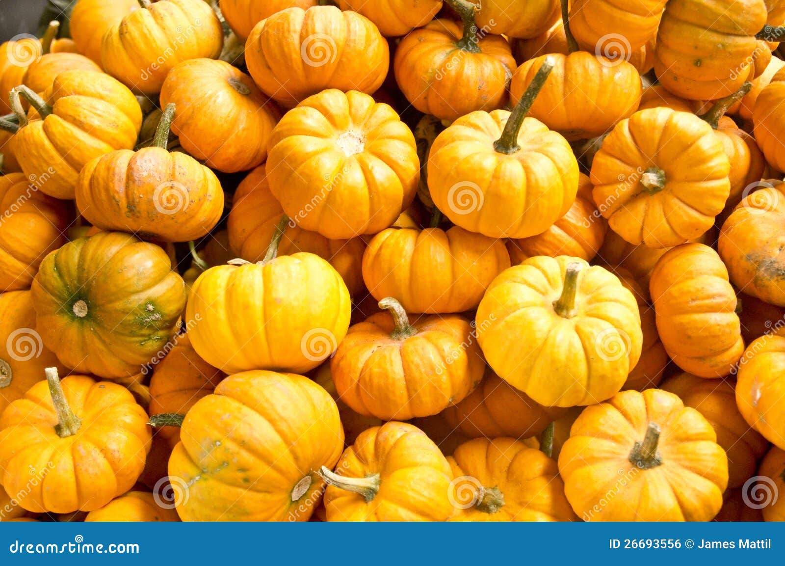 Miniature Pumpkins stock photo. Image of holiday, produce - 26693556