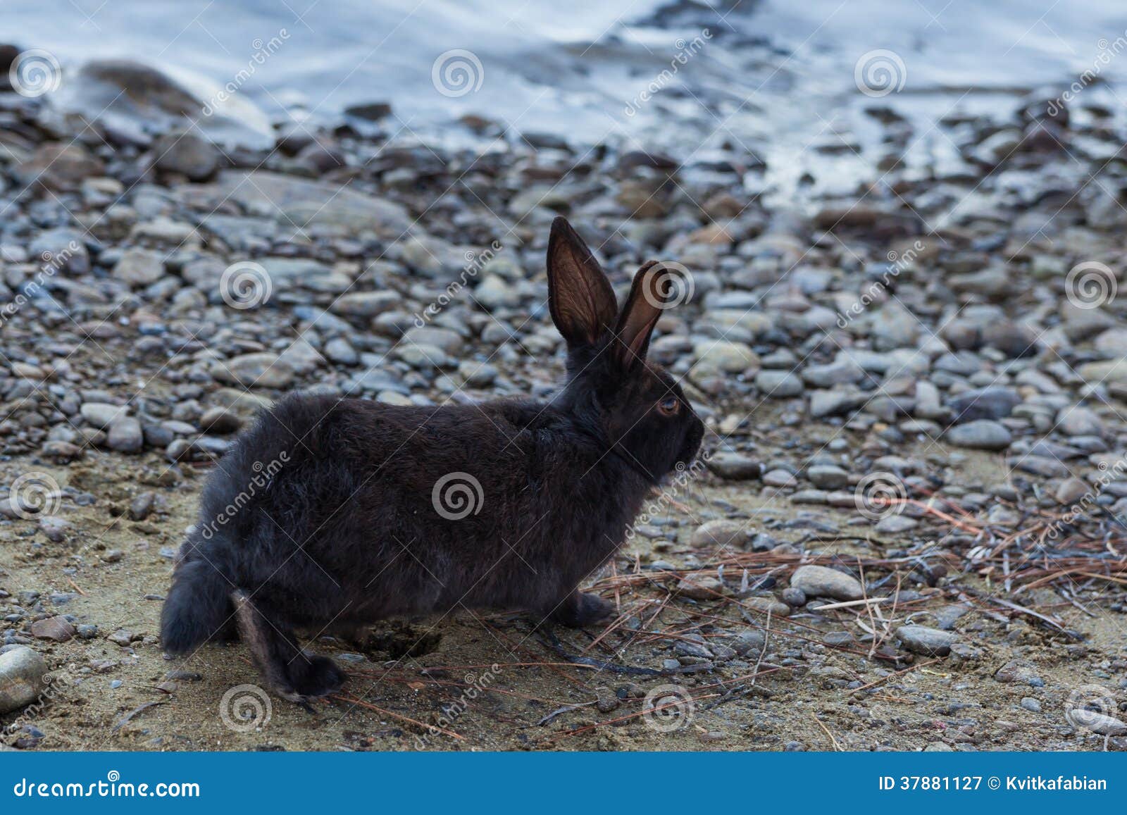 Miniature Rabbit Grazing on Nature Stock Image - Image of pasture ...