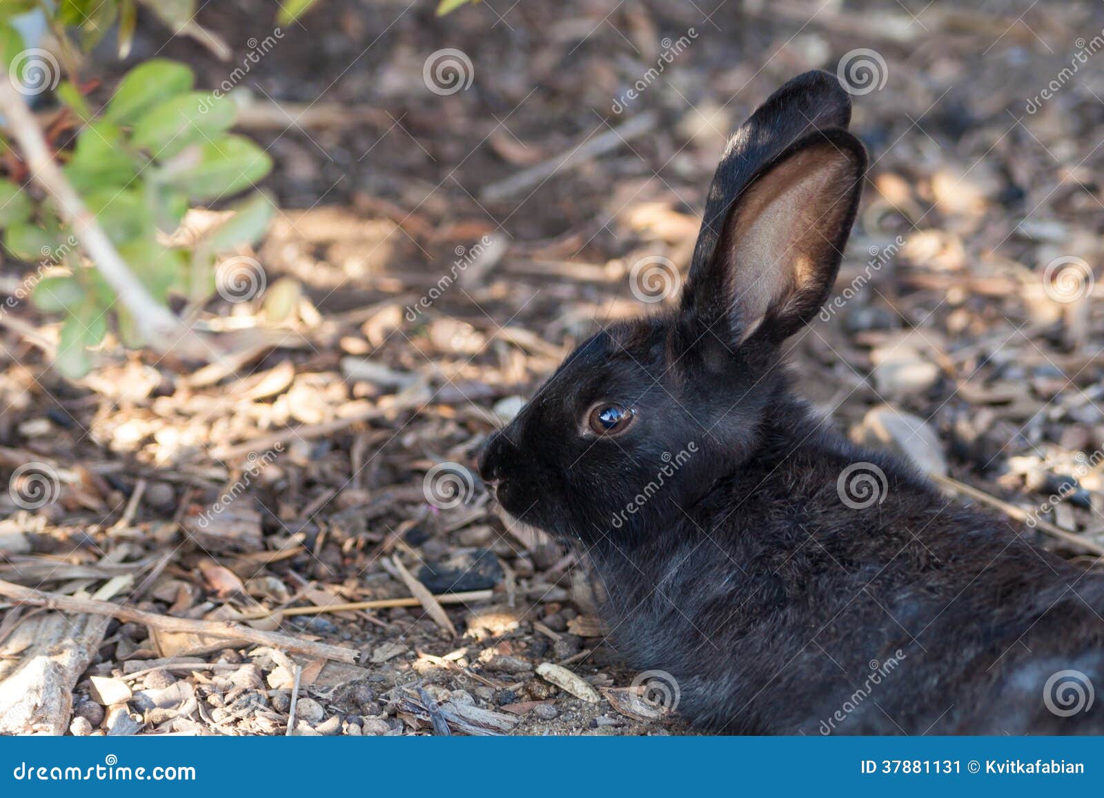 Miniature Rabbit Grazing on Nature Stock Image - Image of rabbit, white ...