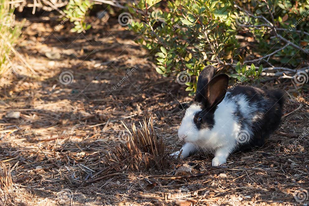 Miniature Rabbit Grazing on Nature Stock Image - Image of animal ...