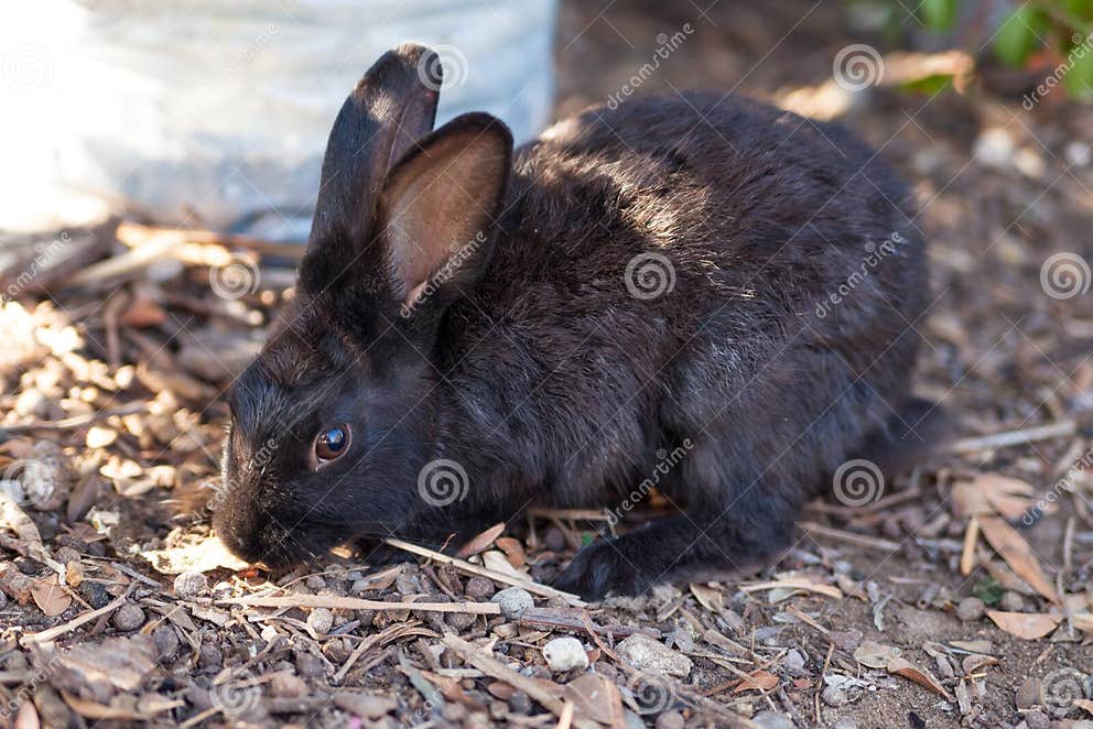 Miniature Rabbit Grazing on Nature Stock Photo - Image of summer, wild ...
