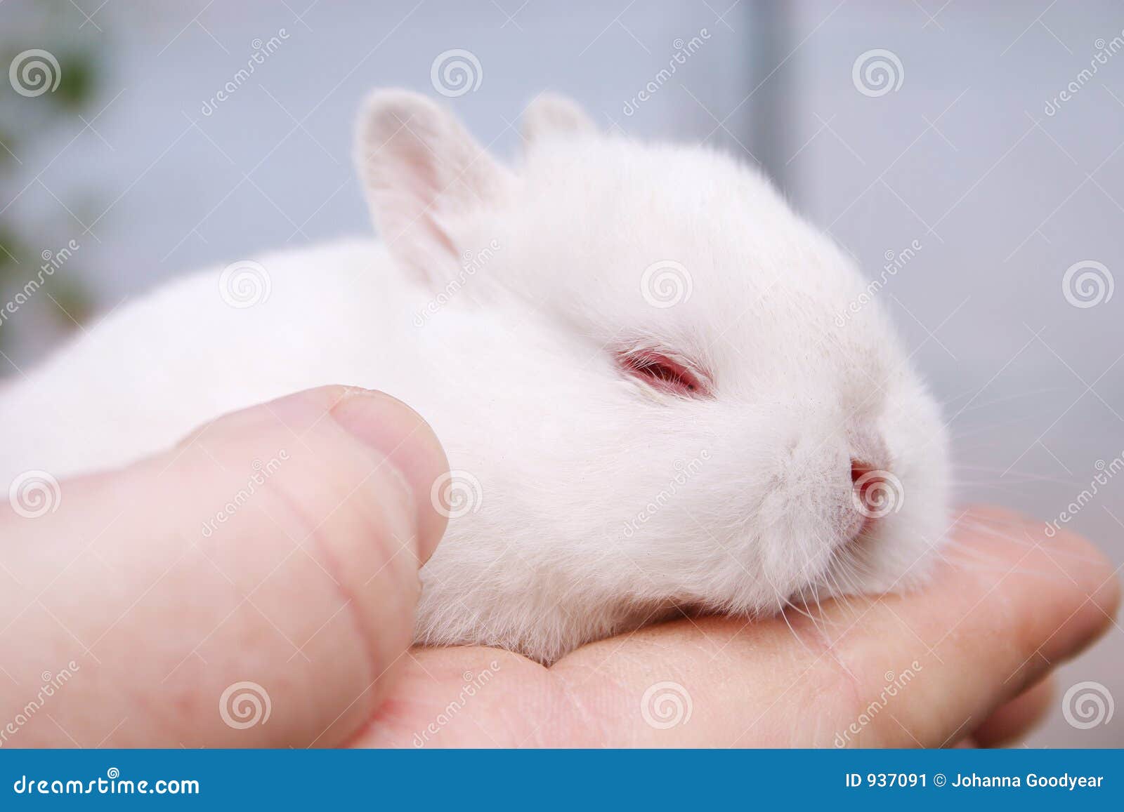 Miniature Rabbits stock image. Image of three, hare, siblings - 937091