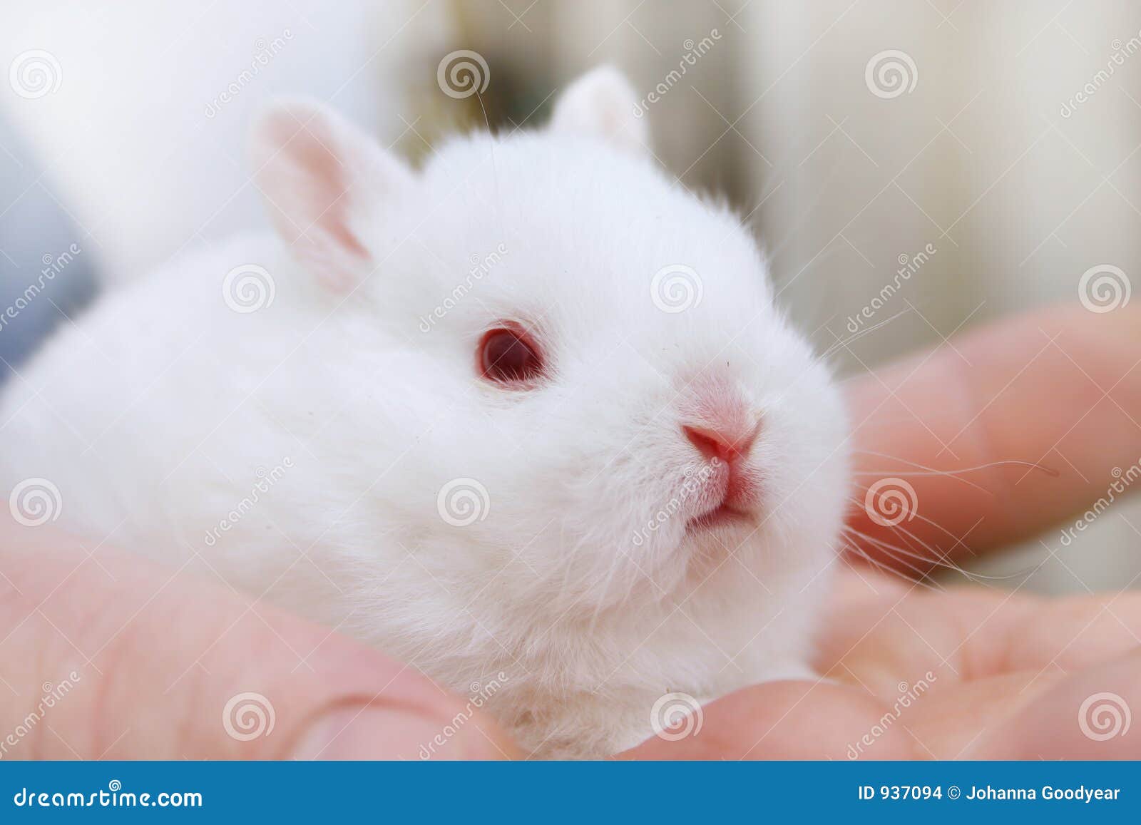 Miniature Rabbits stock photo. Image of bunny, hare, miniature - 937094
