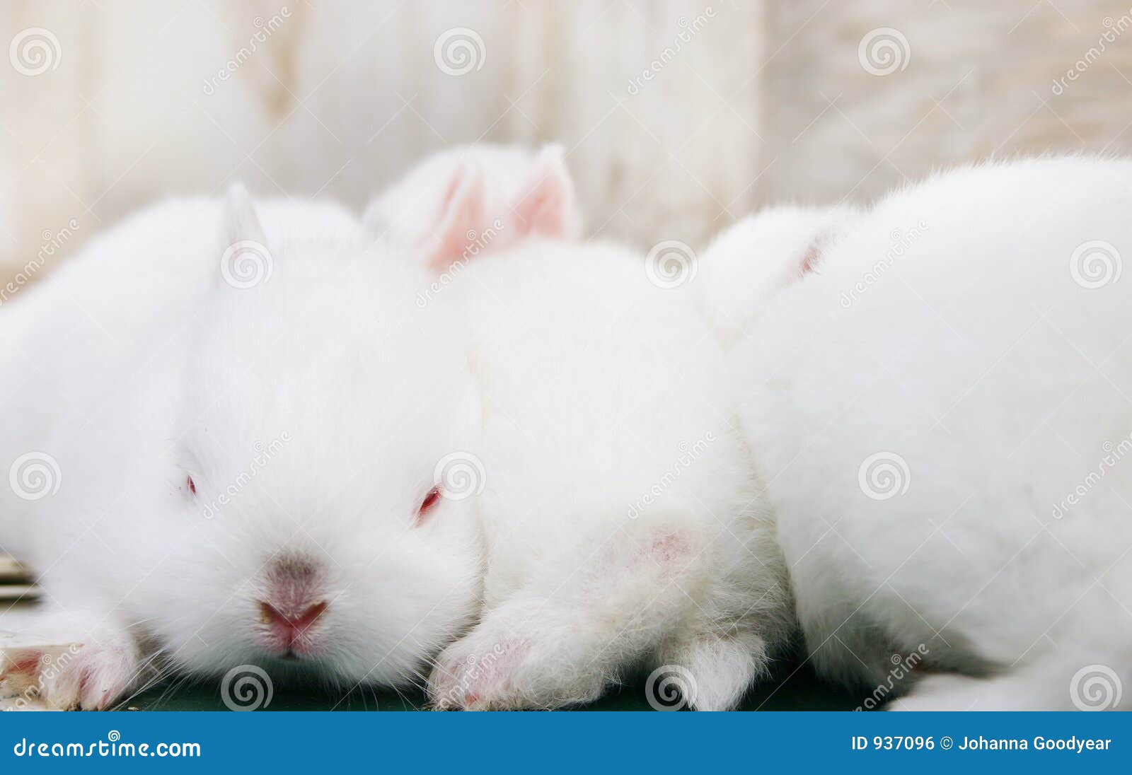 Miniature Rabbits stock photo. Image of cute, easter, albino - 937096