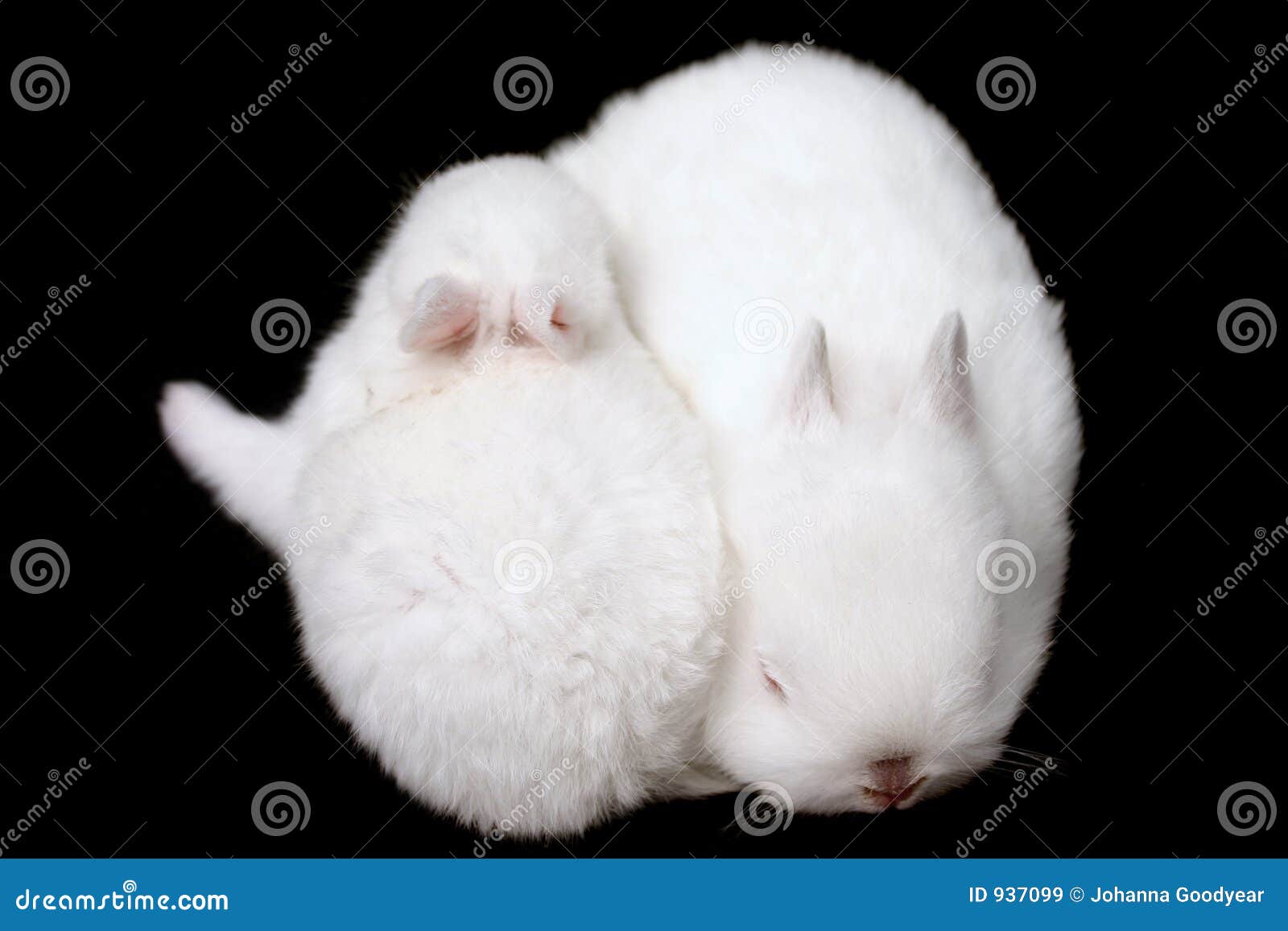 Miniature Rabbits stock image. Image of bunny, white, floppy - 937099