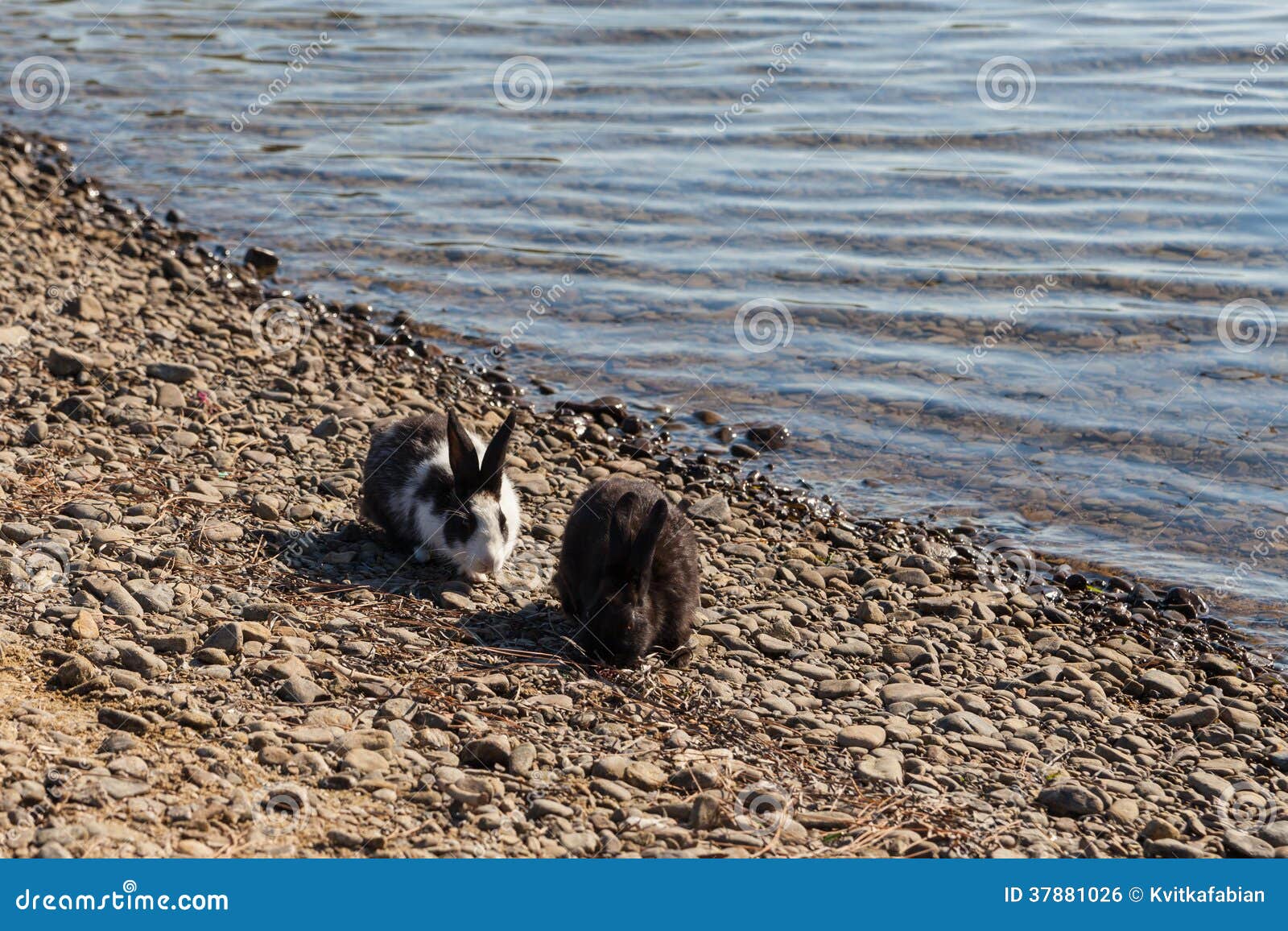Miniature Rabbits Grazing on Nature Stock Photo - Image of bunny ...