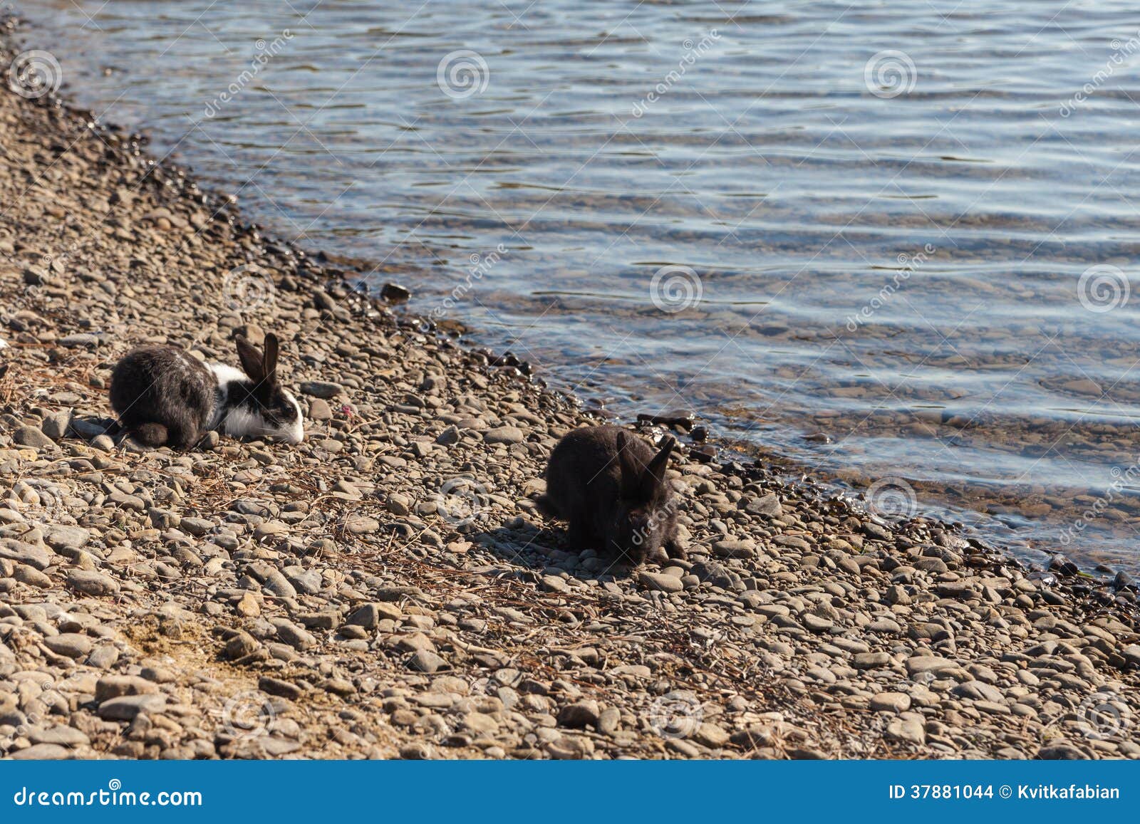 Miniature Rabbits Grazing on Nature Stock Photo - Image of nature ...