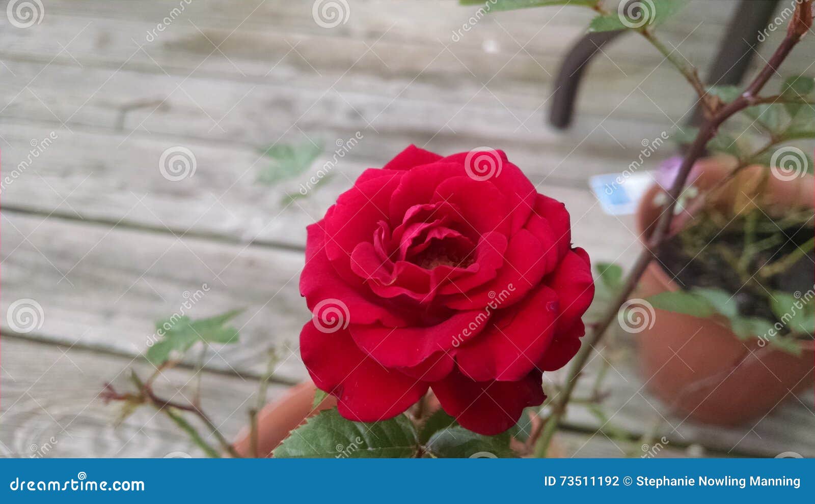Miniature Red Rose Bush stock photo. Image of flower - 73511192