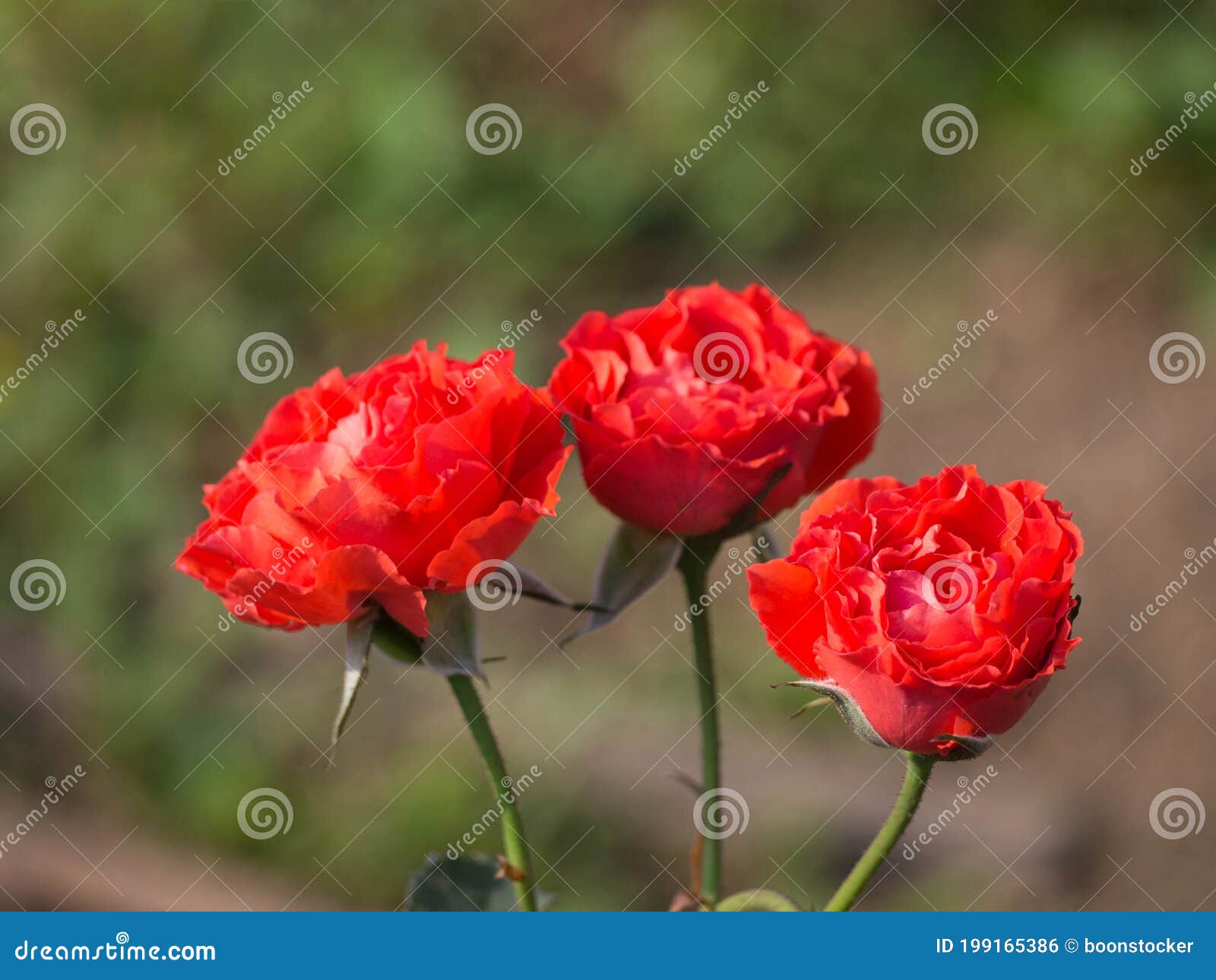 Miniature Red Roses Flower Blooming in the Garden Stock Photo - Image ...