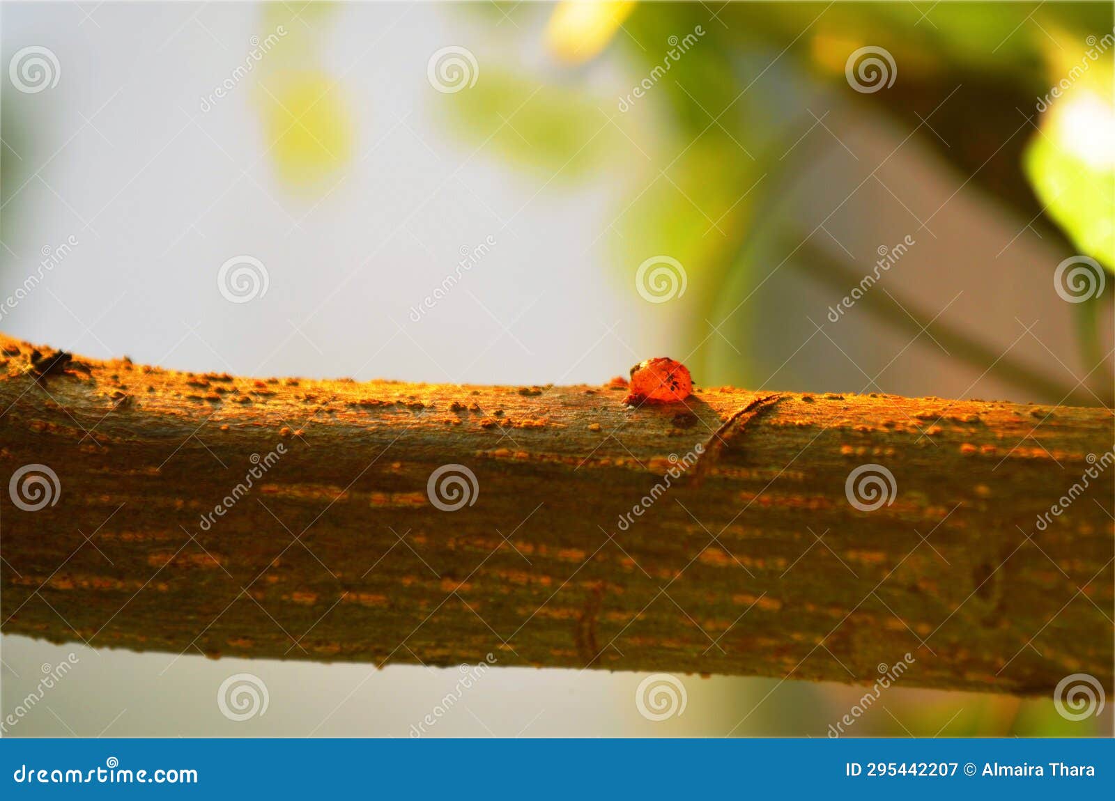 Miniature Red Tree Sap on a Terminalia Ivorensis Tree Stock Image ...