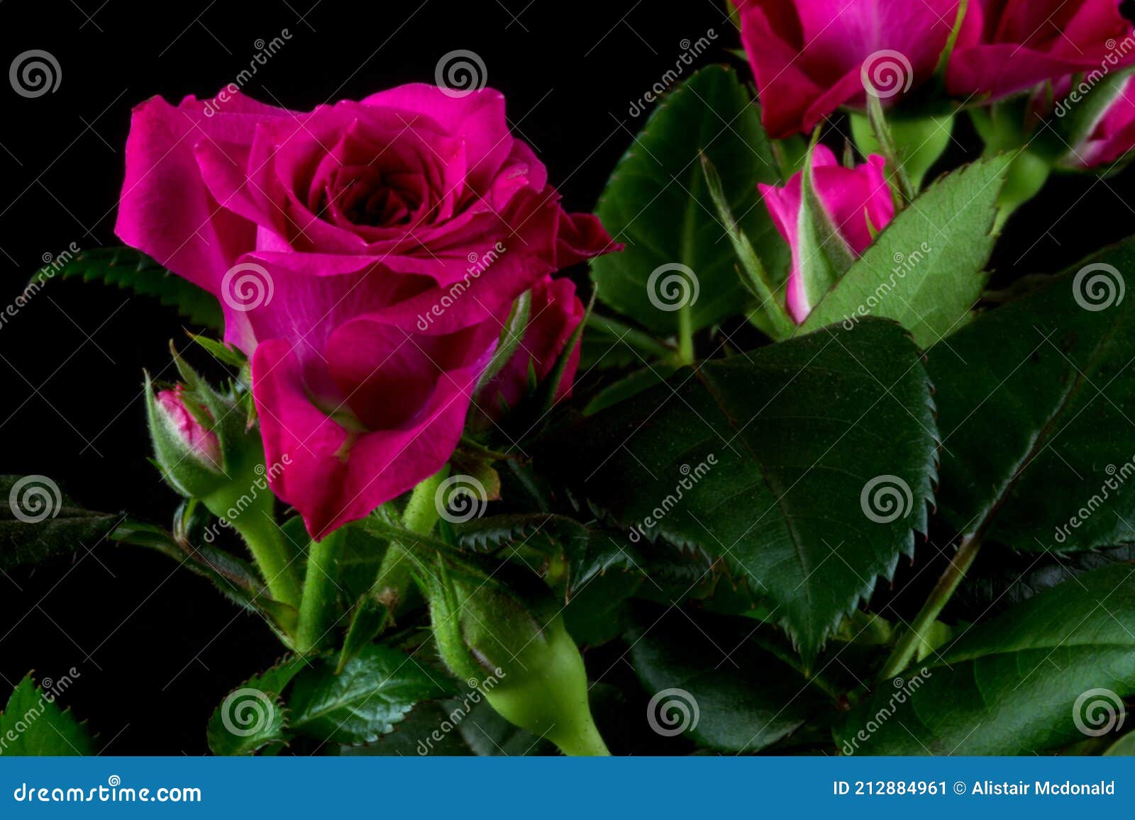 Miniature Rose Closeup View on a Black Background Stock Image - Image ...