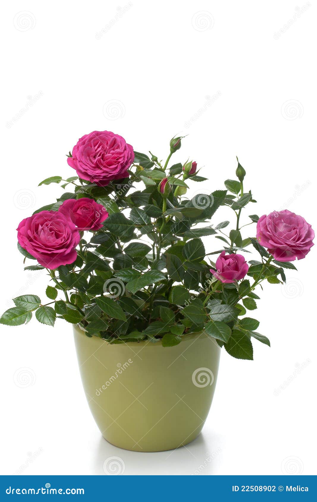Miniature Rose house plant stock photo. Image of closeup - 22508902
