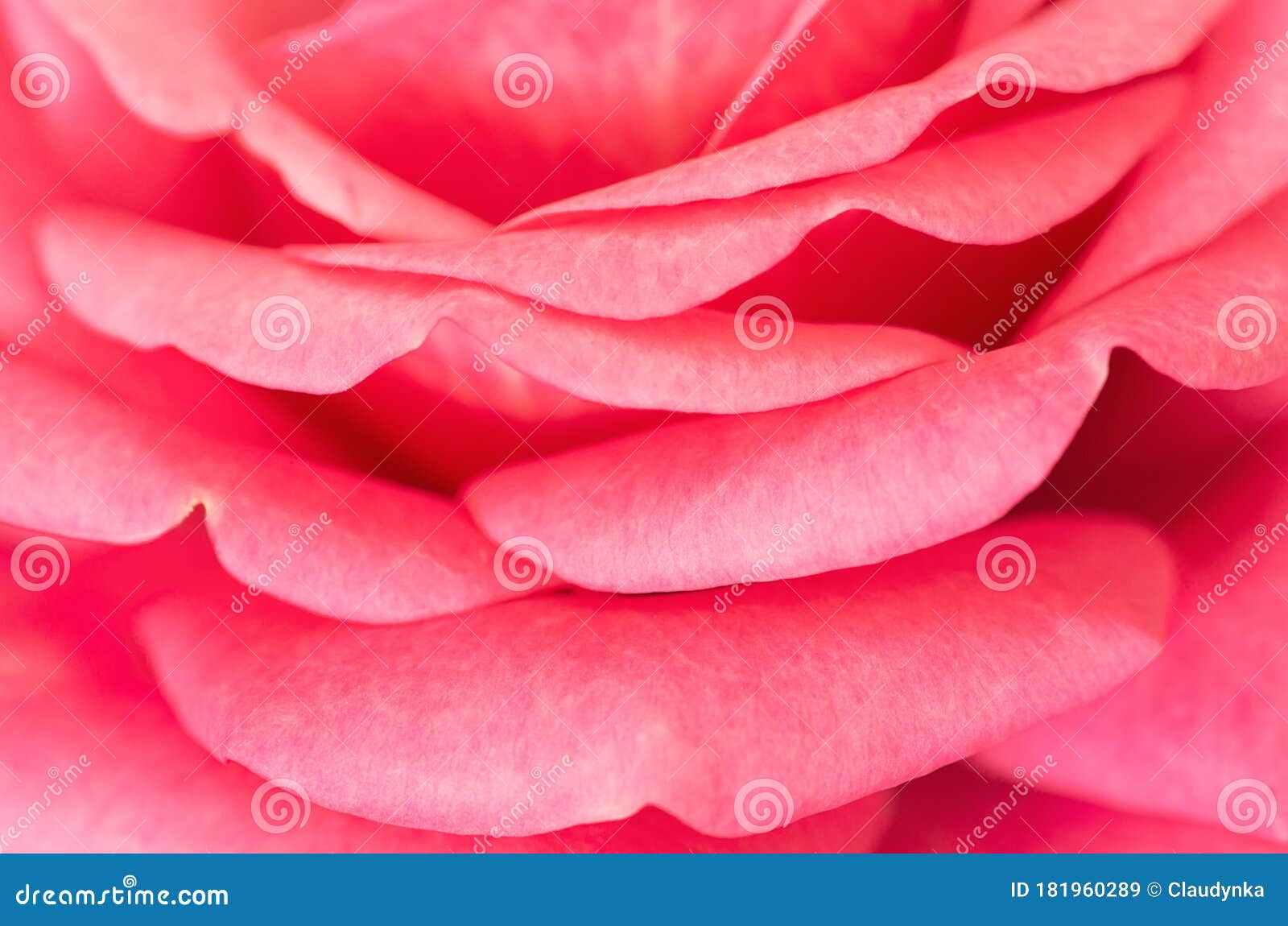 Miniature rose background stock image. Image of plant - 181960289
