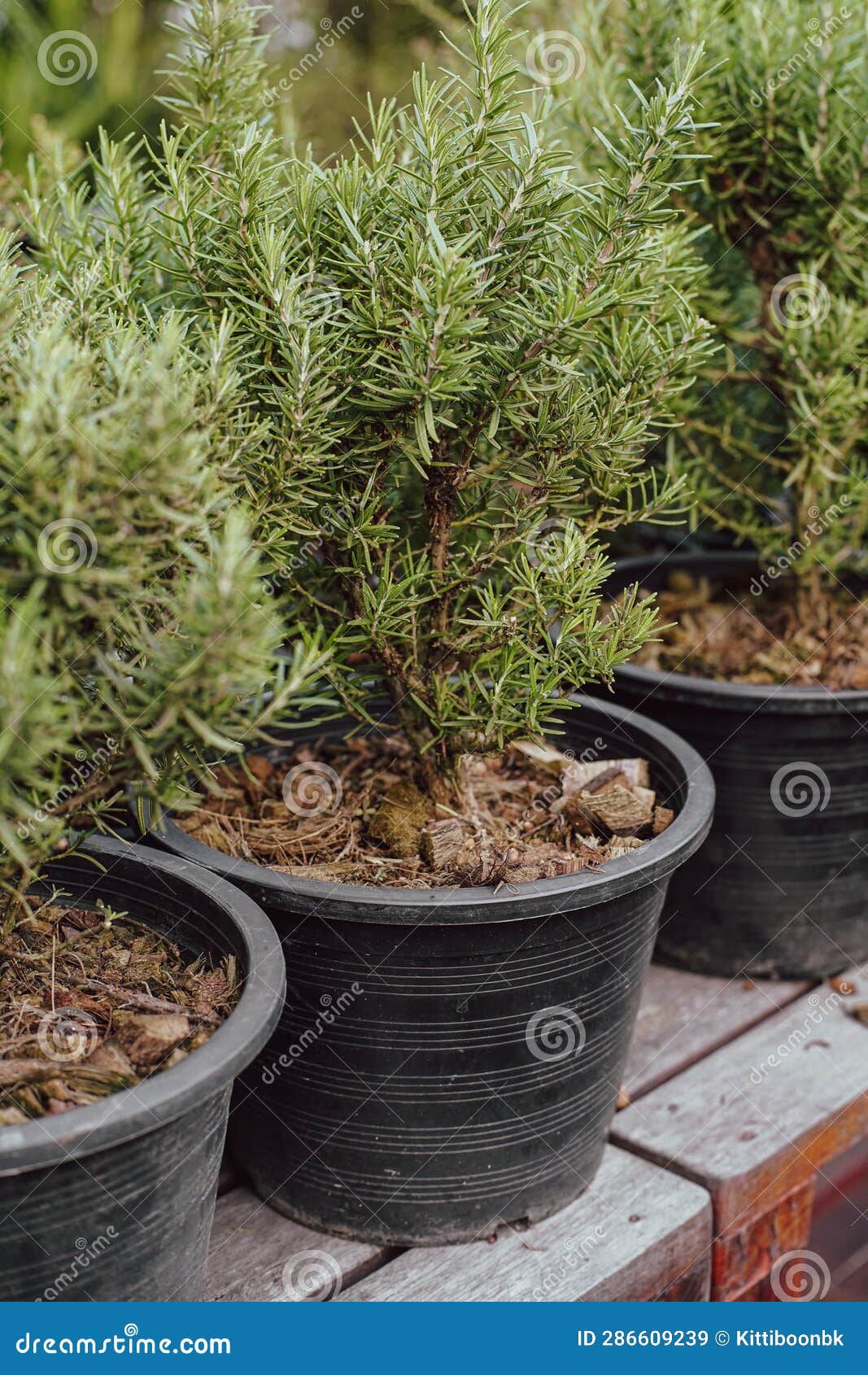 Miniature Rosemary Nursery, Tiny Rosemary Stock Image - Image of grow ...
