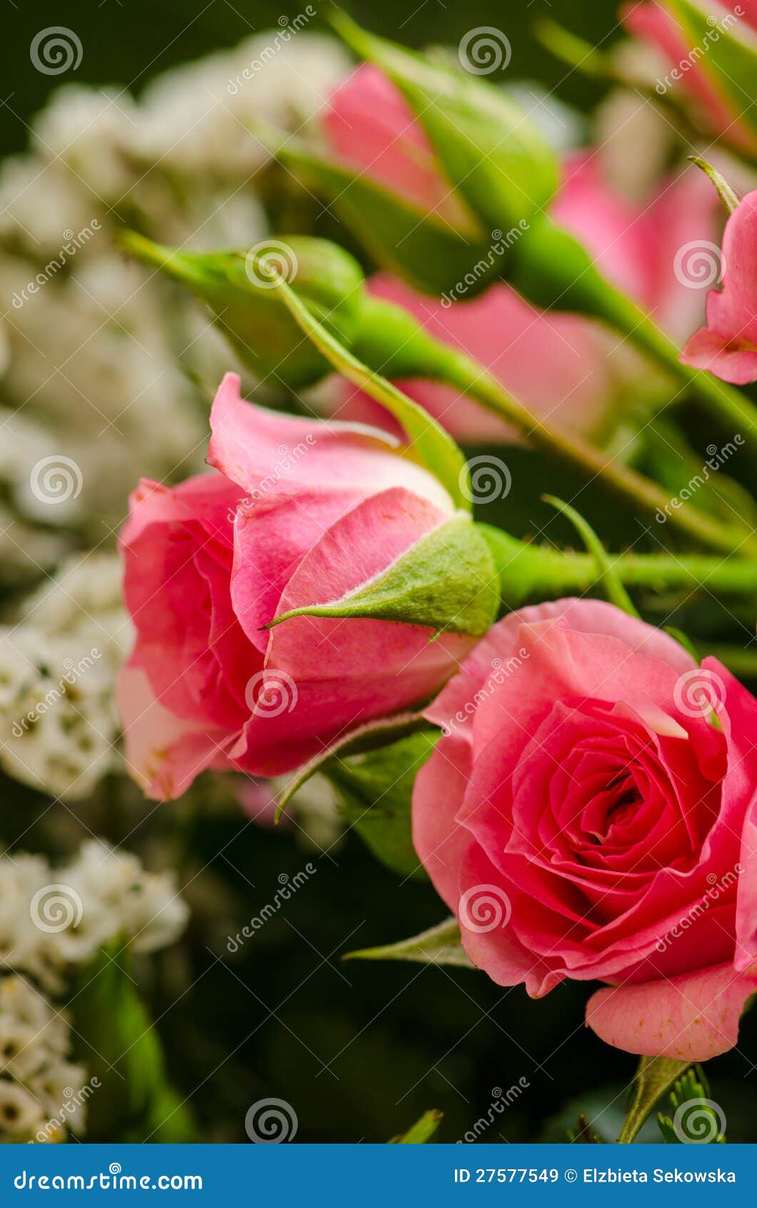 Miniature roses in bouquet stock image. Image of miniature - 27577549