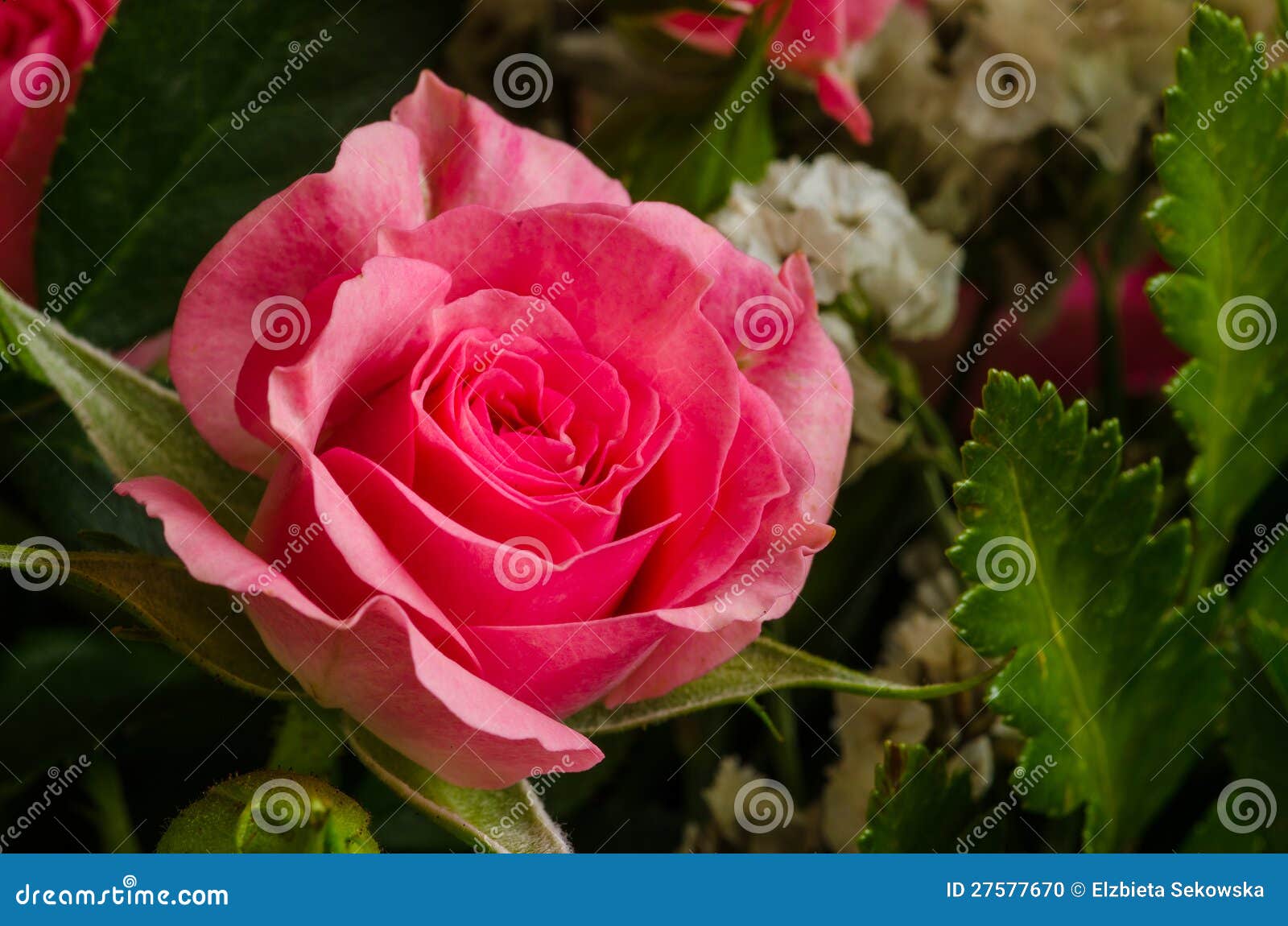 Miniature roses in bouquet stock photo. Image of ornamental - 27577670