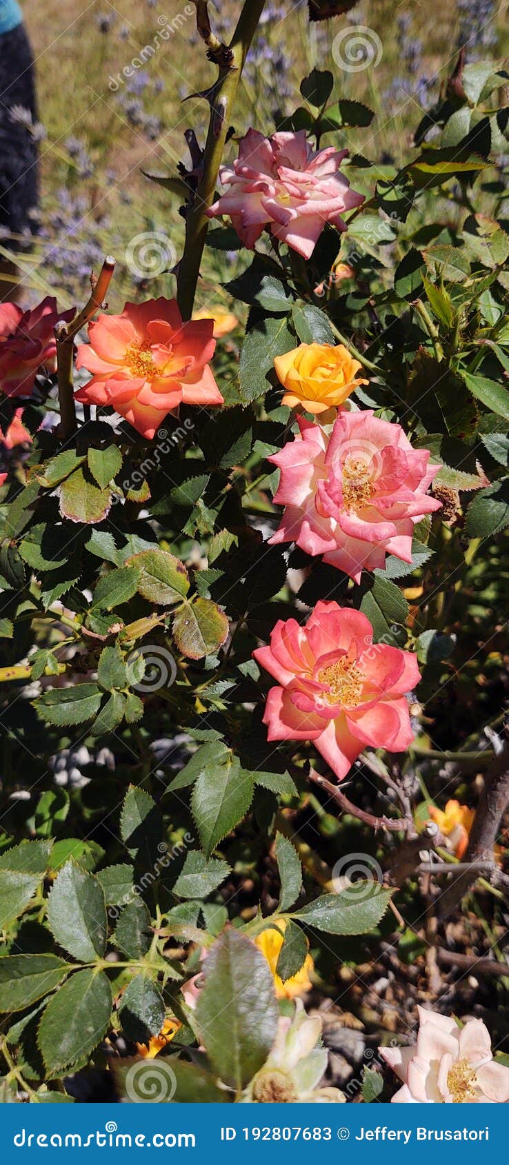 Miniature Roses on the Vine Stock Image - Image of lifestyle, plant ...