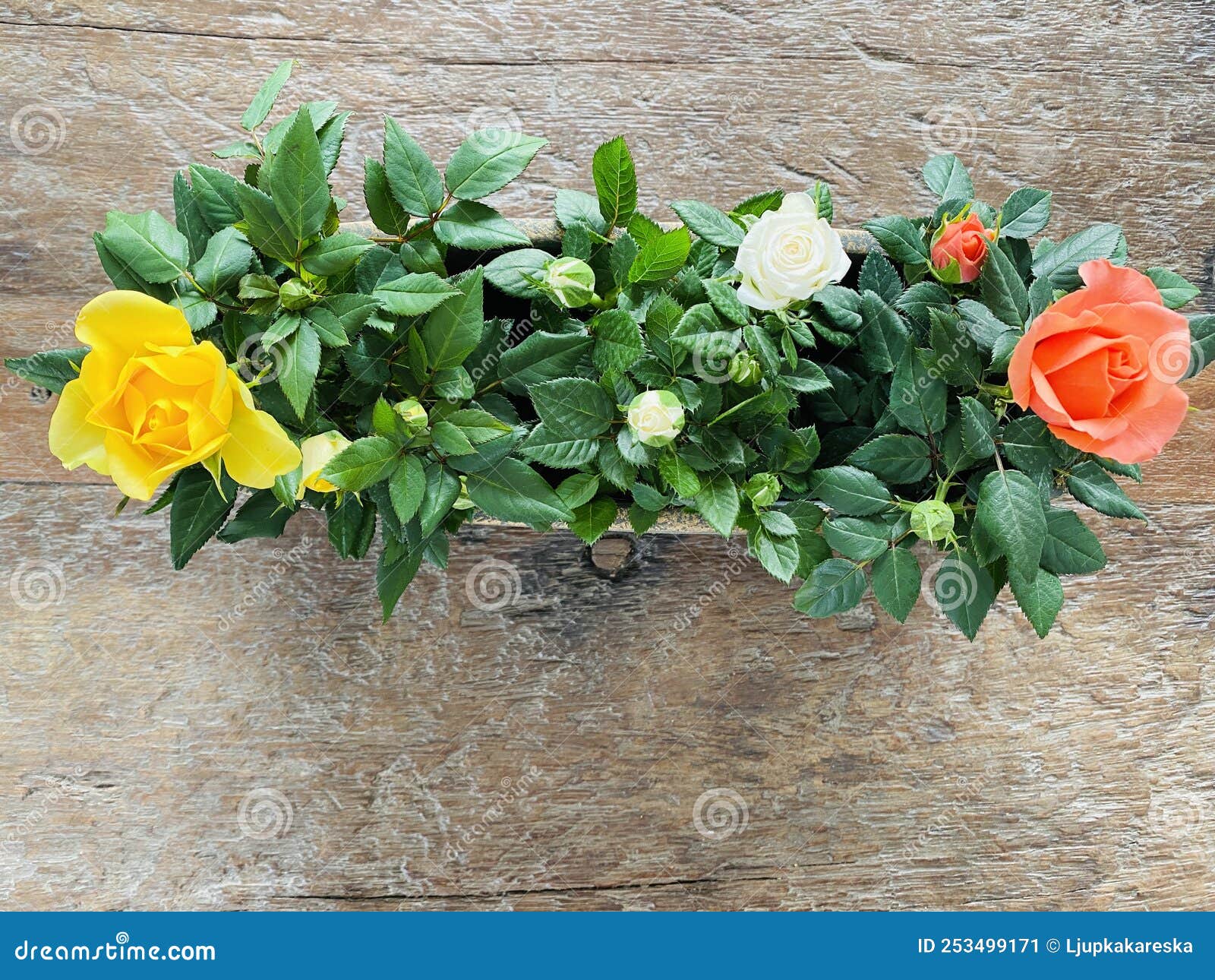 Miniature Roses stock image. Image of roses, yard, plant - 253499171
