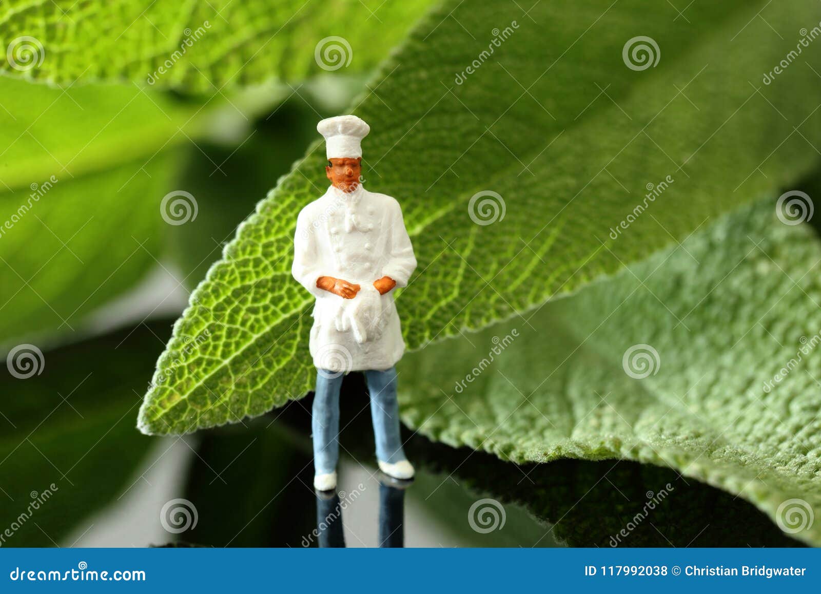 Miniature Scale Model Chef in Uniform Standing with Sage Leaves Stock ...