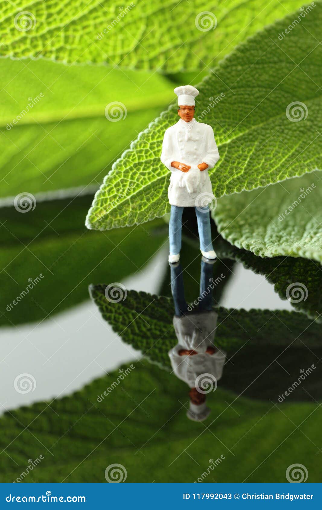 Miniature Scale Model Chef in Uniform Standing with Sage Leaves Stock ...