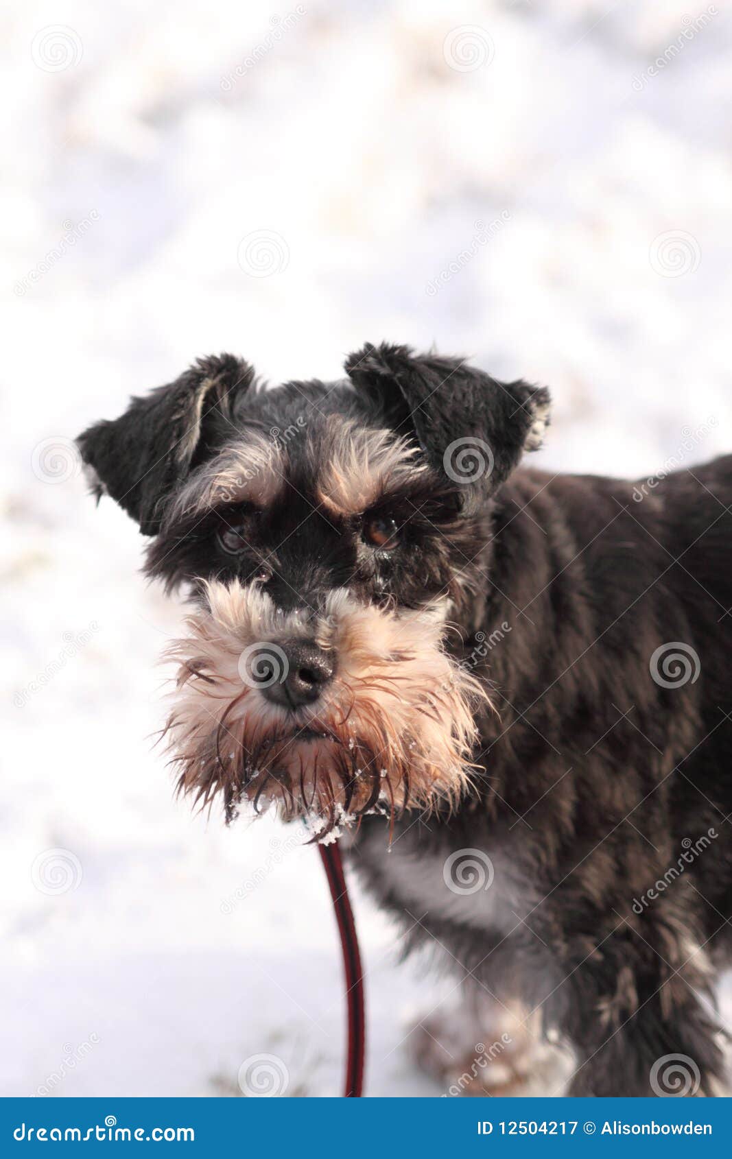 Miniature schnauzer stock image. Image of canine, mammal - 12504217