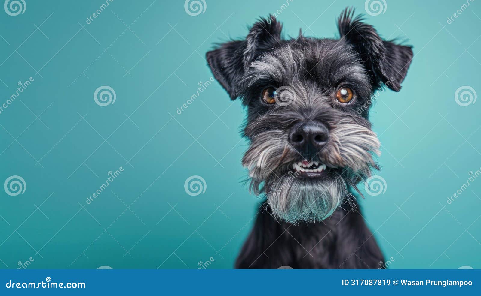 Miniature Schnauzer, Angry Dog Baring Its Teeth, Studio Lighting Pastel ...