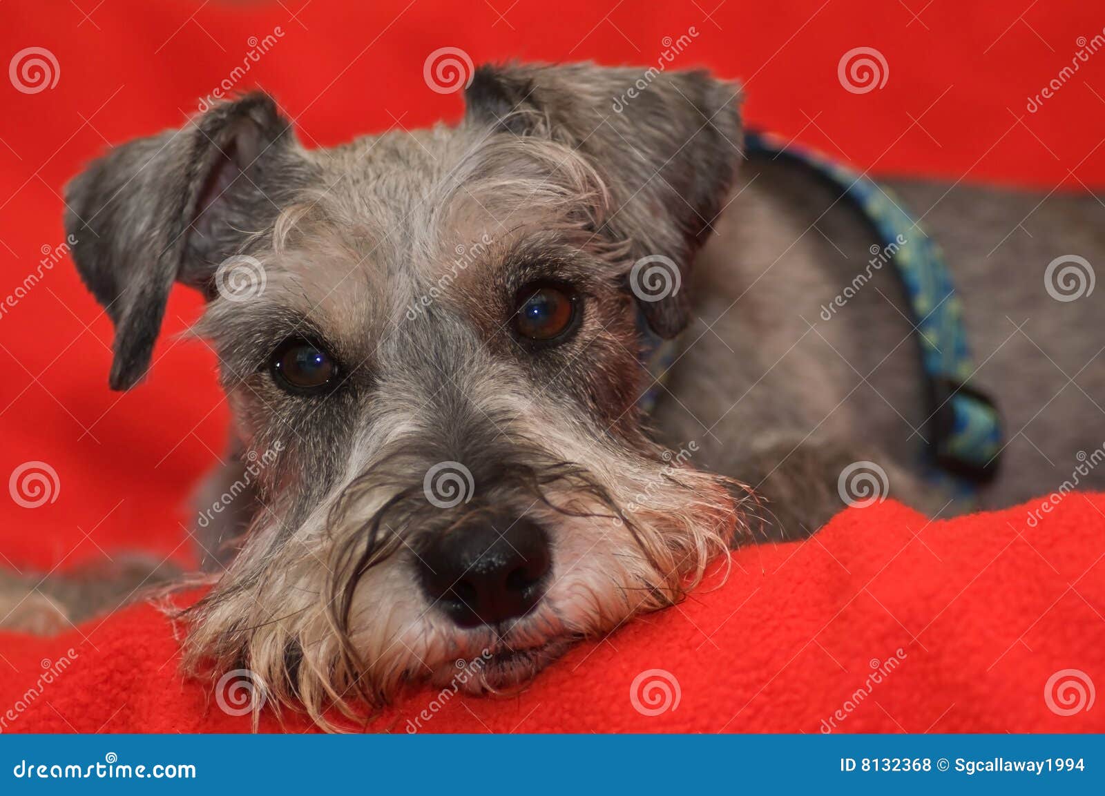 Miniature Schnauzer Dog Laying on Red Blanket Stock Photo - Image of ...