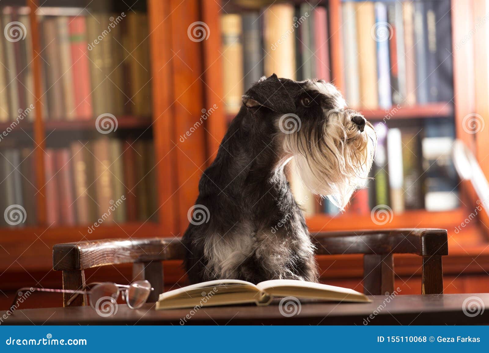 Miniature Schnauzer Dog Reads a Book in the Library Stock Photo - Image ...