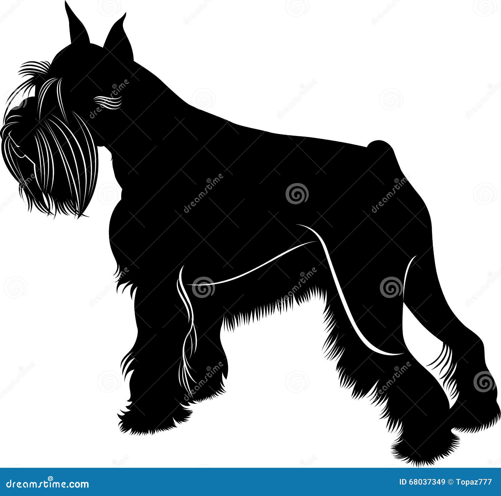 Miniature schnauzer dog stock vector. Illustration of cute - 68037349
