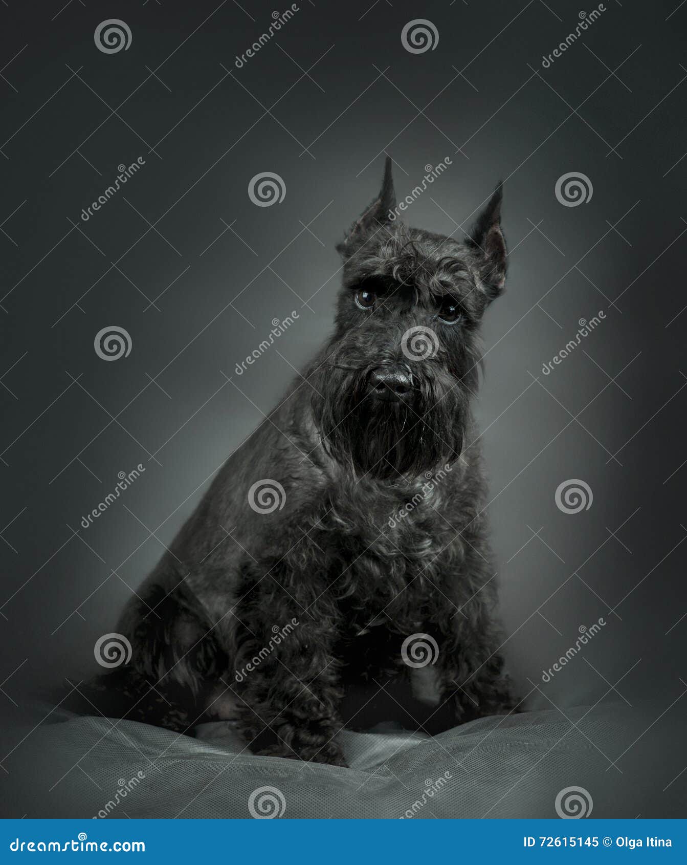 Miniature Schnauzer Portrait on Black Stock Image - Image of shaggy ...