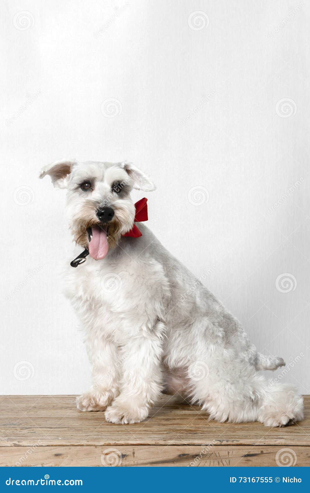 Miniature Schnauzer stock image. Image of intelligient - 73167555