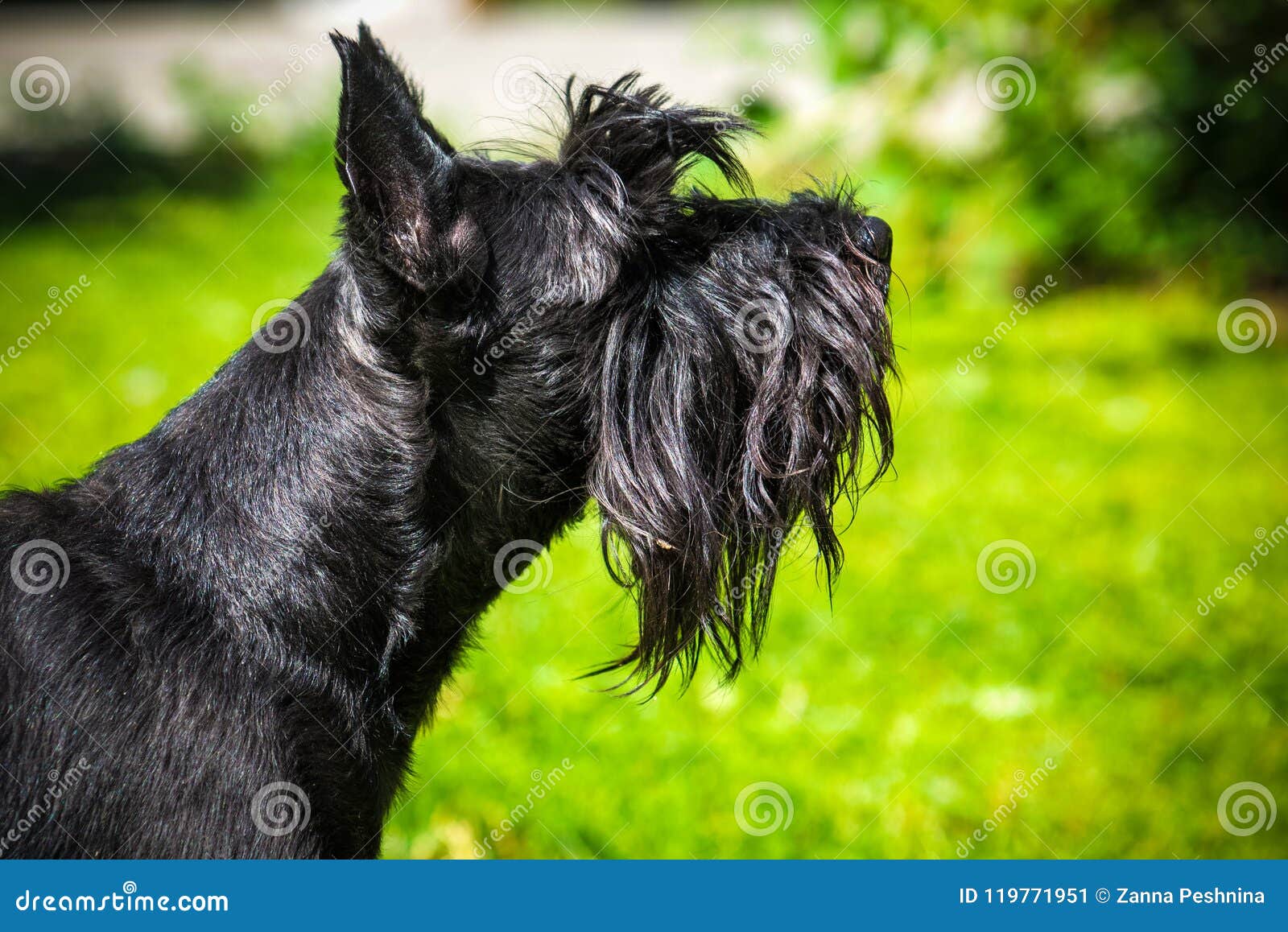 Miniature Schnauzer is Standing in Profile Stock Image - Image of coat ...