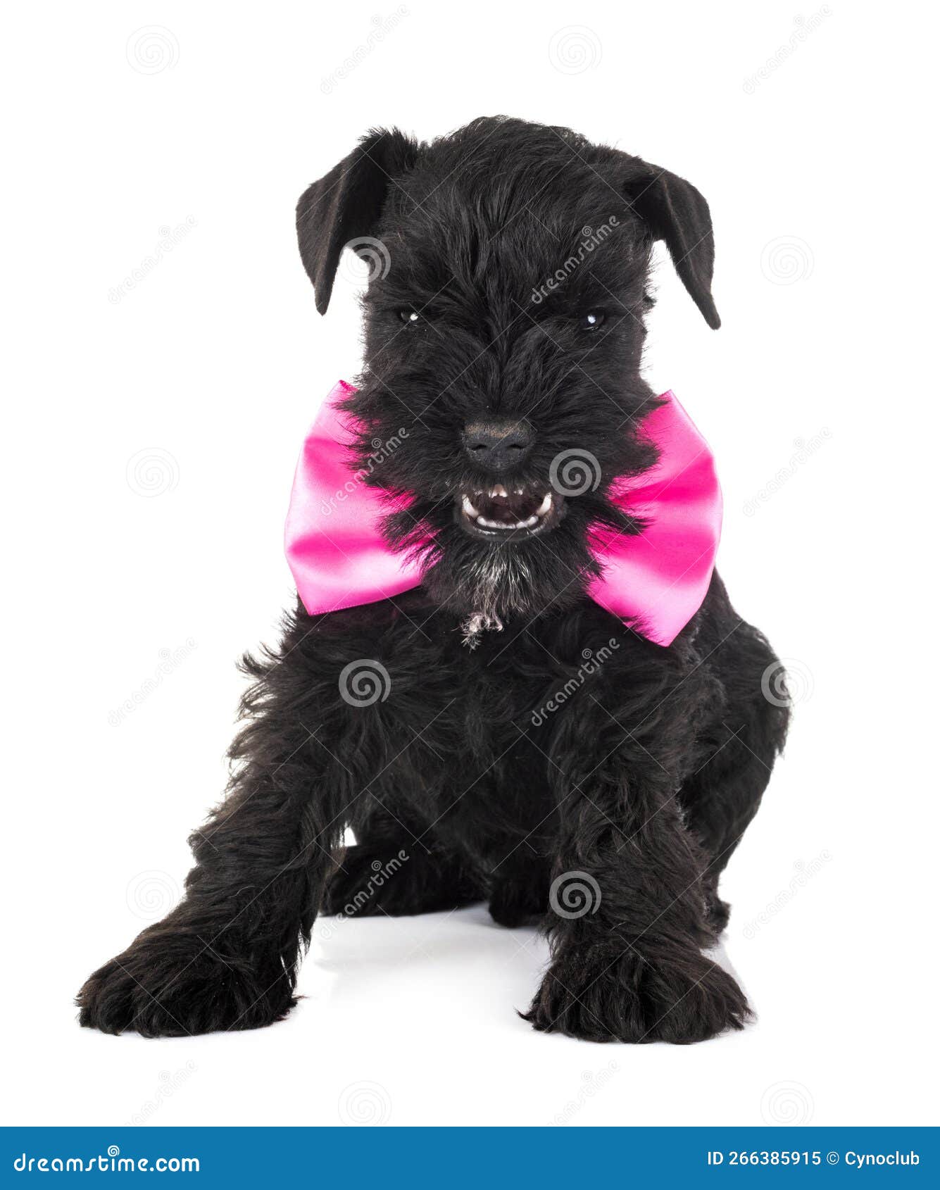 Miniature Schnauzer Angry Stock Photos - Free & Royalty-Free Stock ...