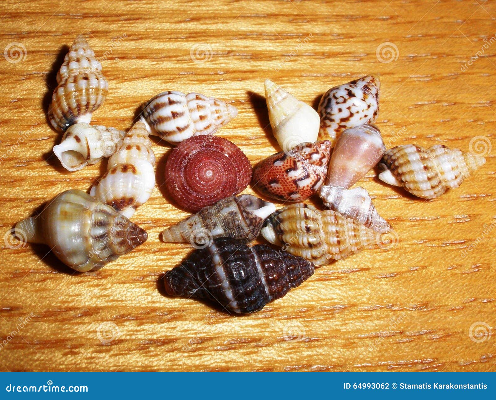 Miniature Sea Shells Collection Stock Photo - Image of detail, colorful ...