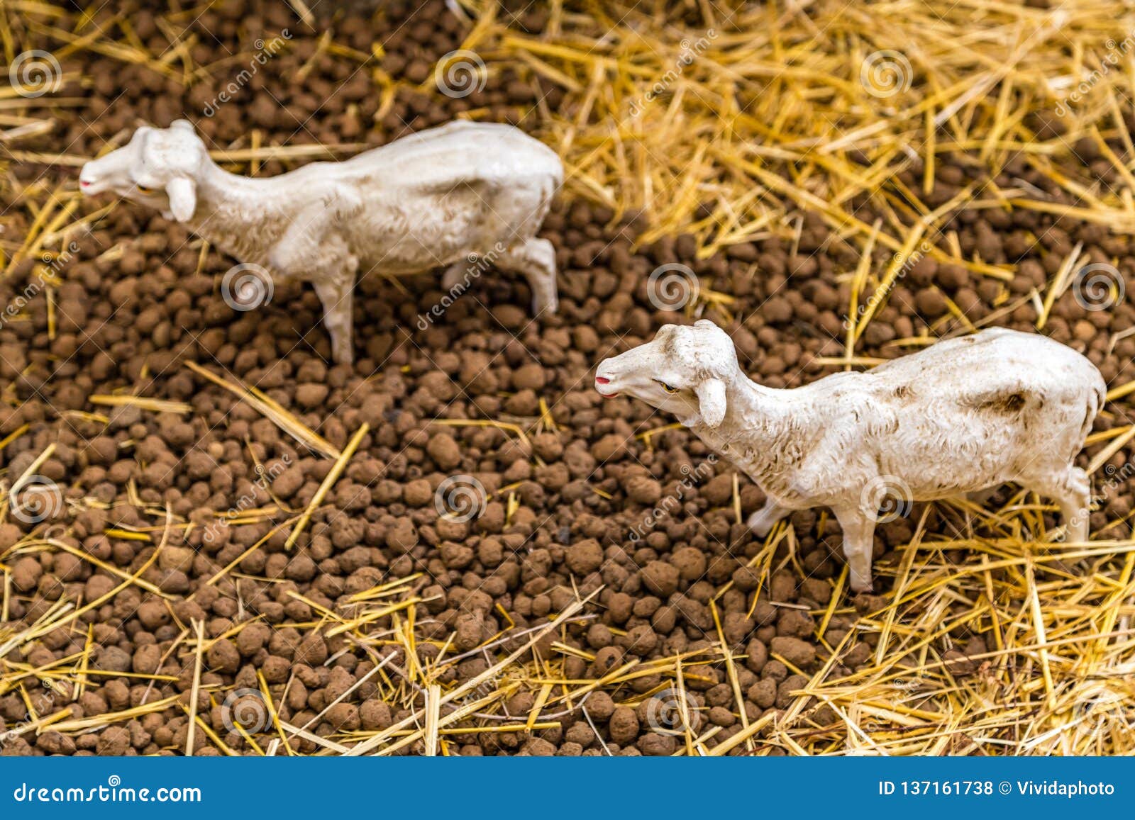 514 Miniature Sheep Photos - Free & Royalty-Free Stock Photos from ...