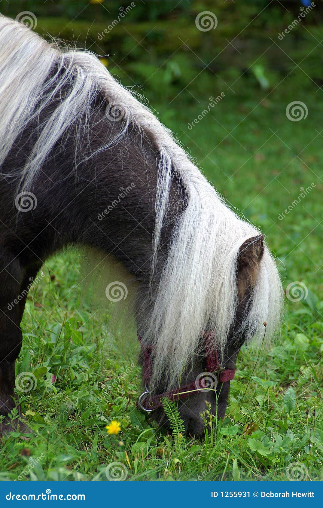 Miniature Shetland Pony stock image. Image of grazing - 1255931