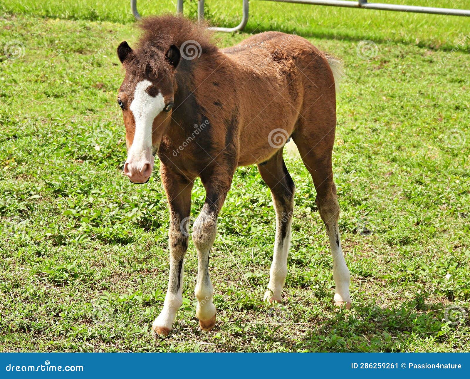 Miniature Shetland Pony (Equus Caballus) Stock Image - Image of corral ...