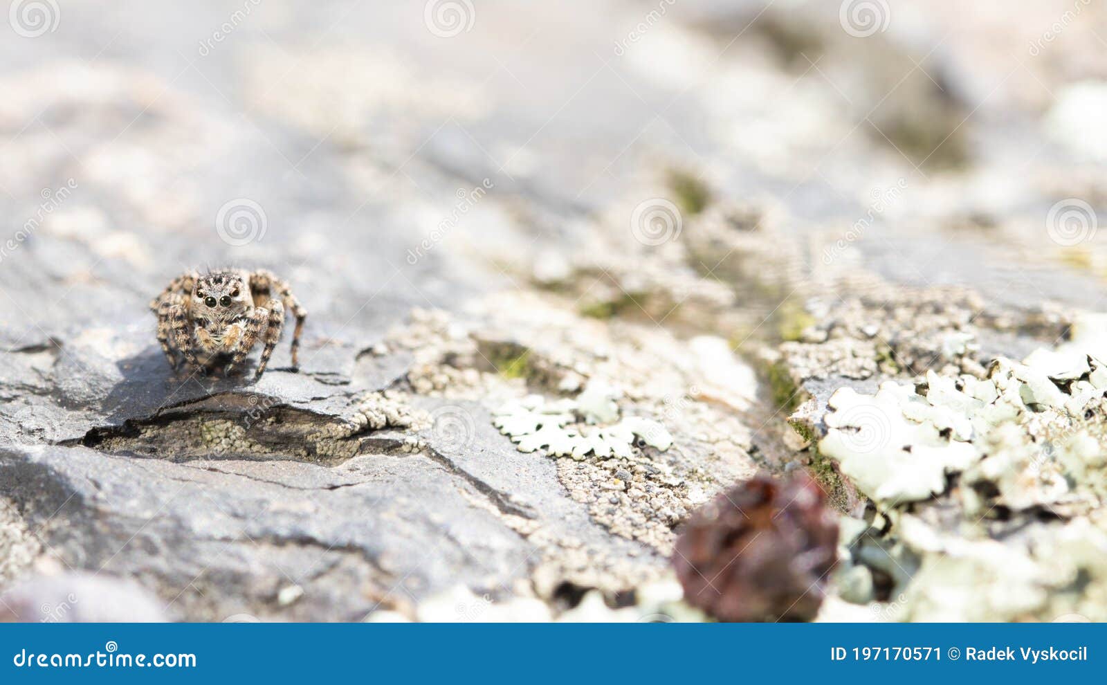 Miniature Spider on a Stone Stock Image - Image of arachnid, wild ...