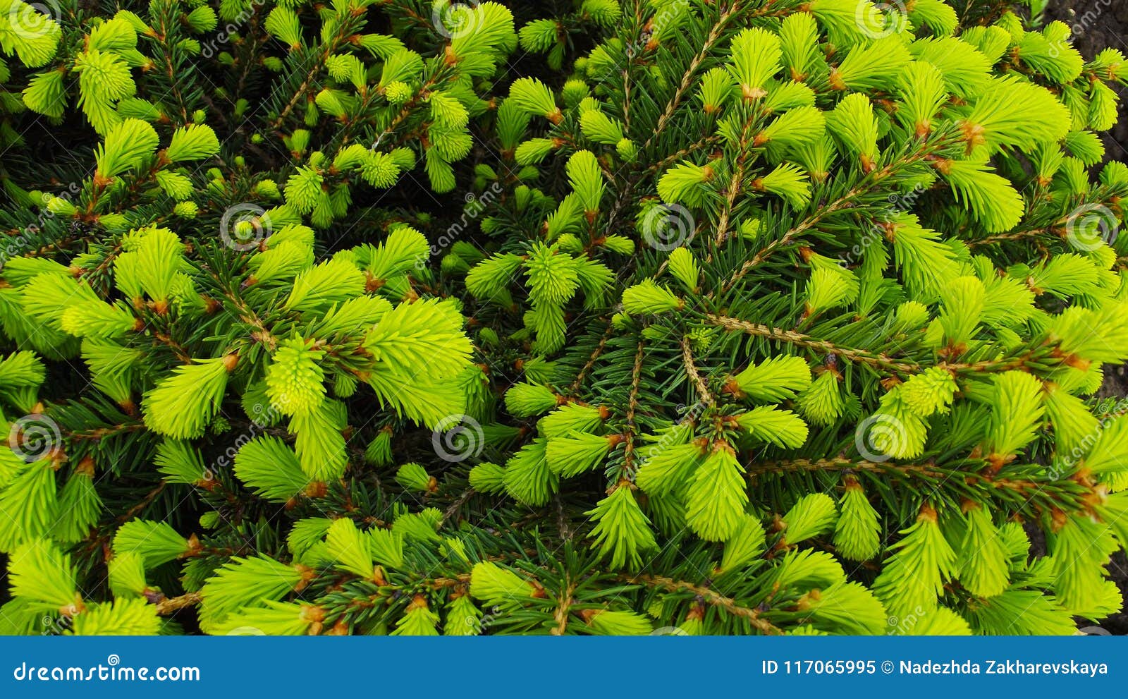 Miniature spruce. stock image. Image of spruce, wood - 117065995