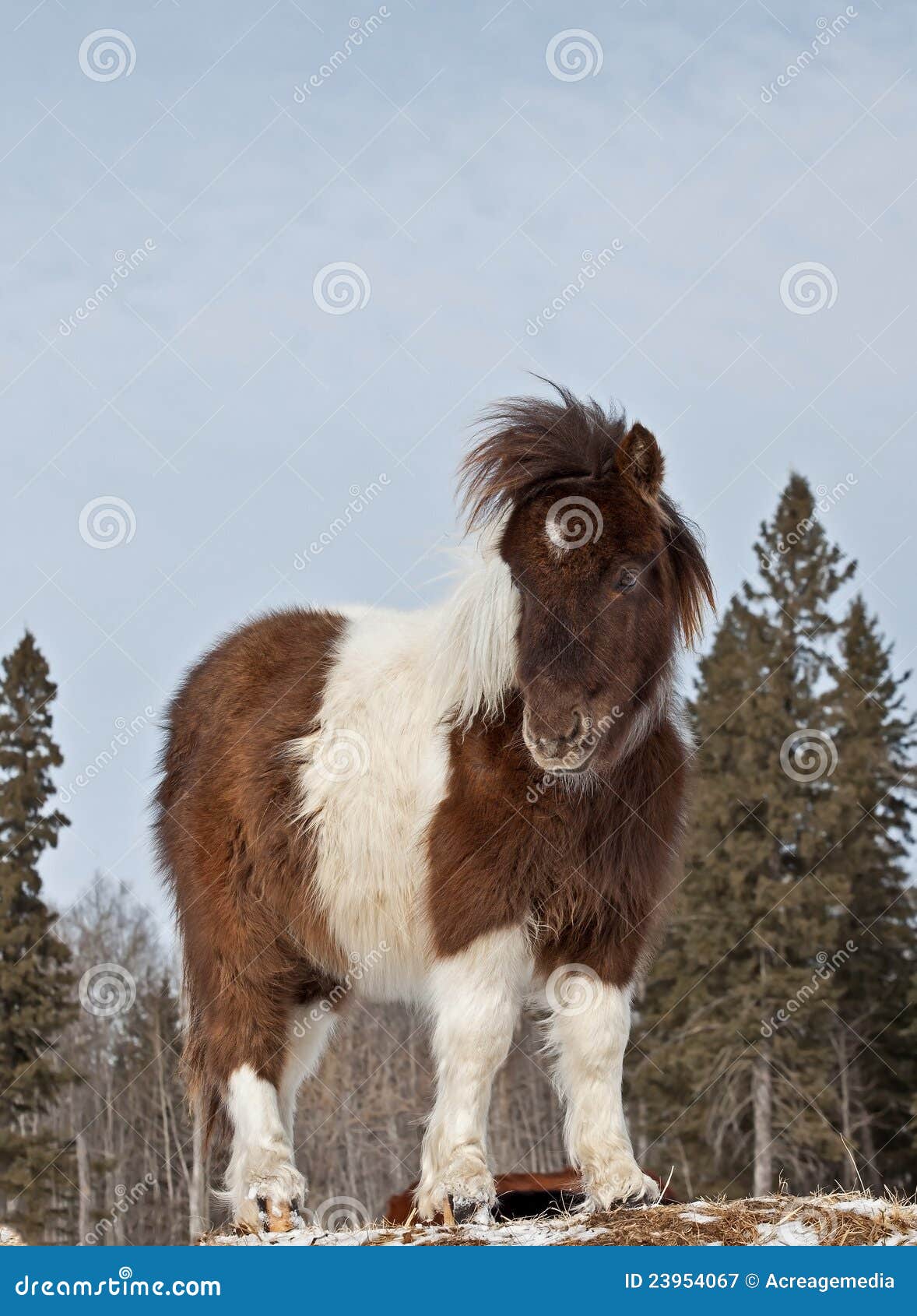 Miniature stallion stock image. Image of pony, horse - 23954067