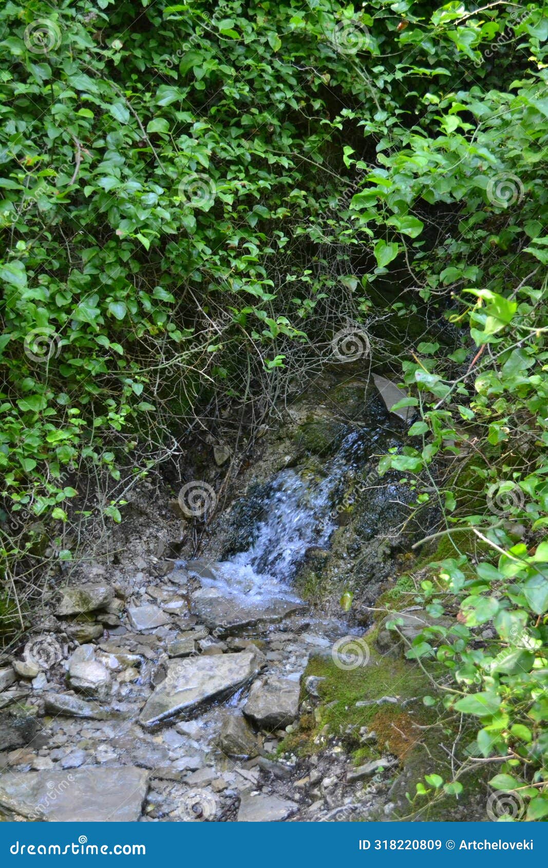 The Miniature Streamlet is Overgrown. Stock Image - Image of green ...