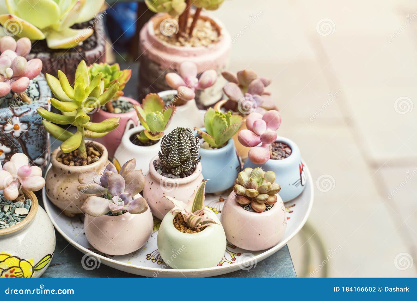 Miniature Succulent Plants Succulent Cactus at the Garden Stock Photo ...