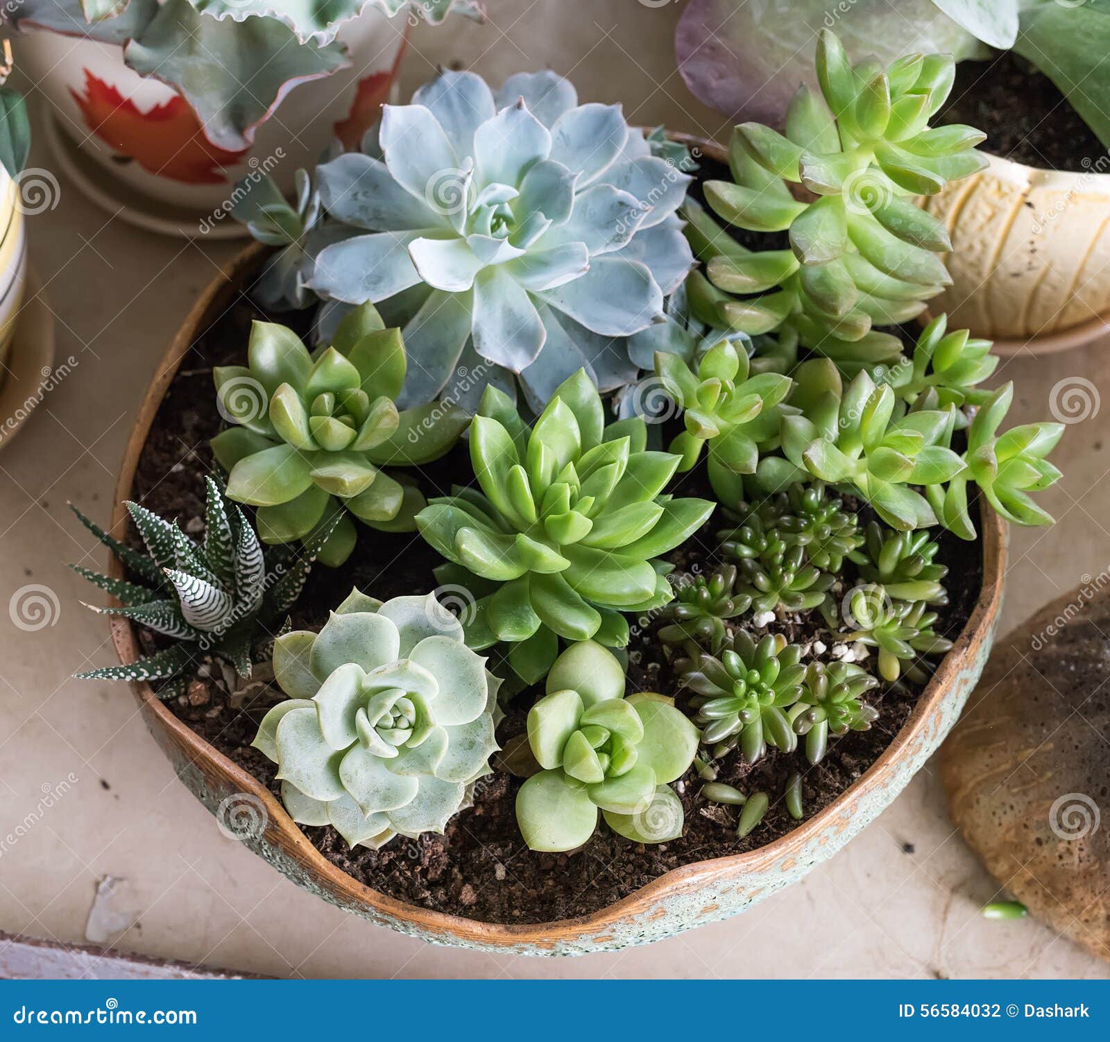 Miniature succulent plants stock photo. Image of grow - 56584032