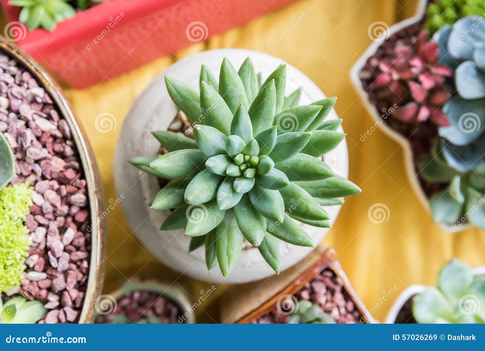 Miniature succulent plants stock image. Image of horticulture - 57026269