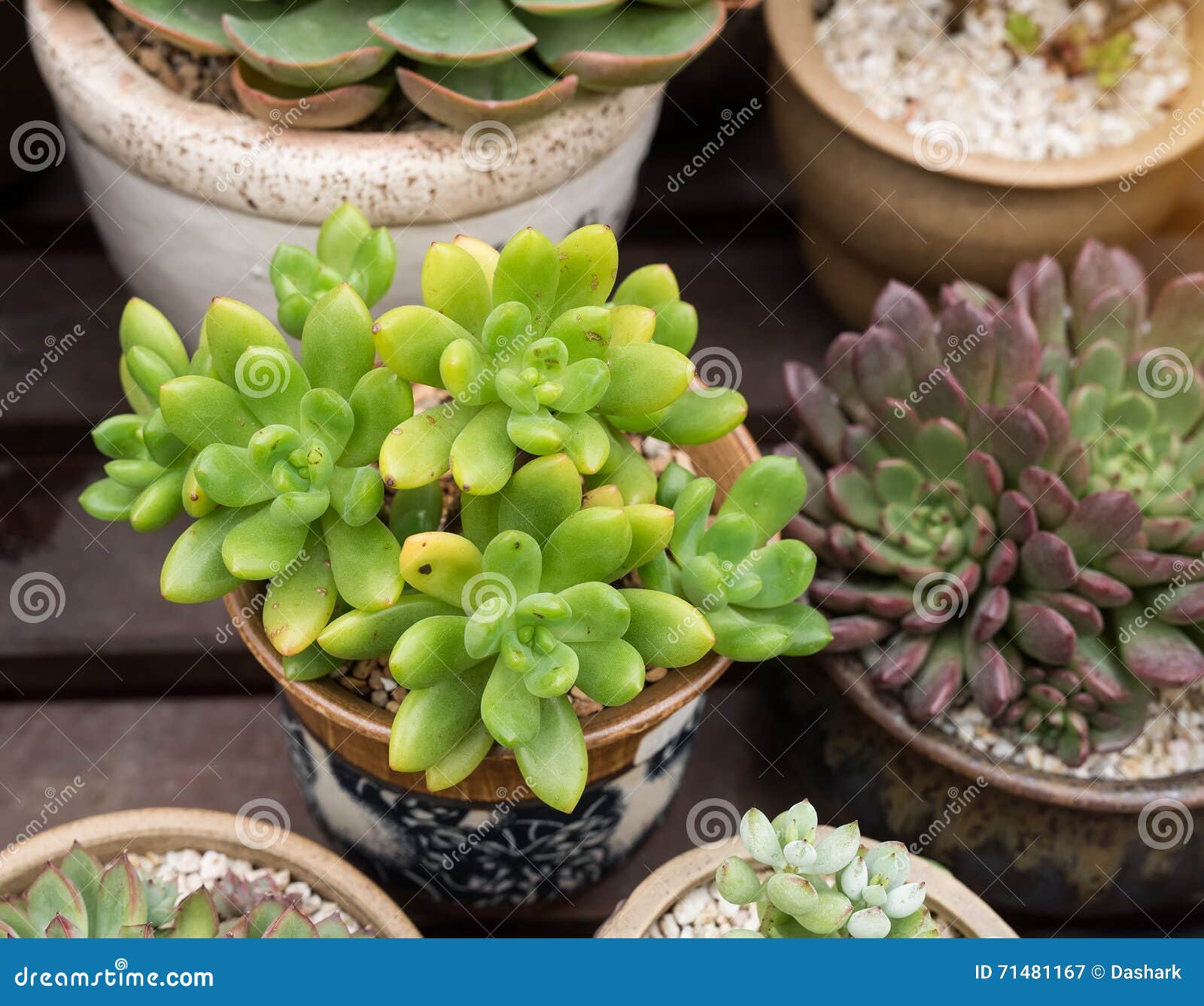 Miniature succulent plants stock image. Image of echeveria - 71481167